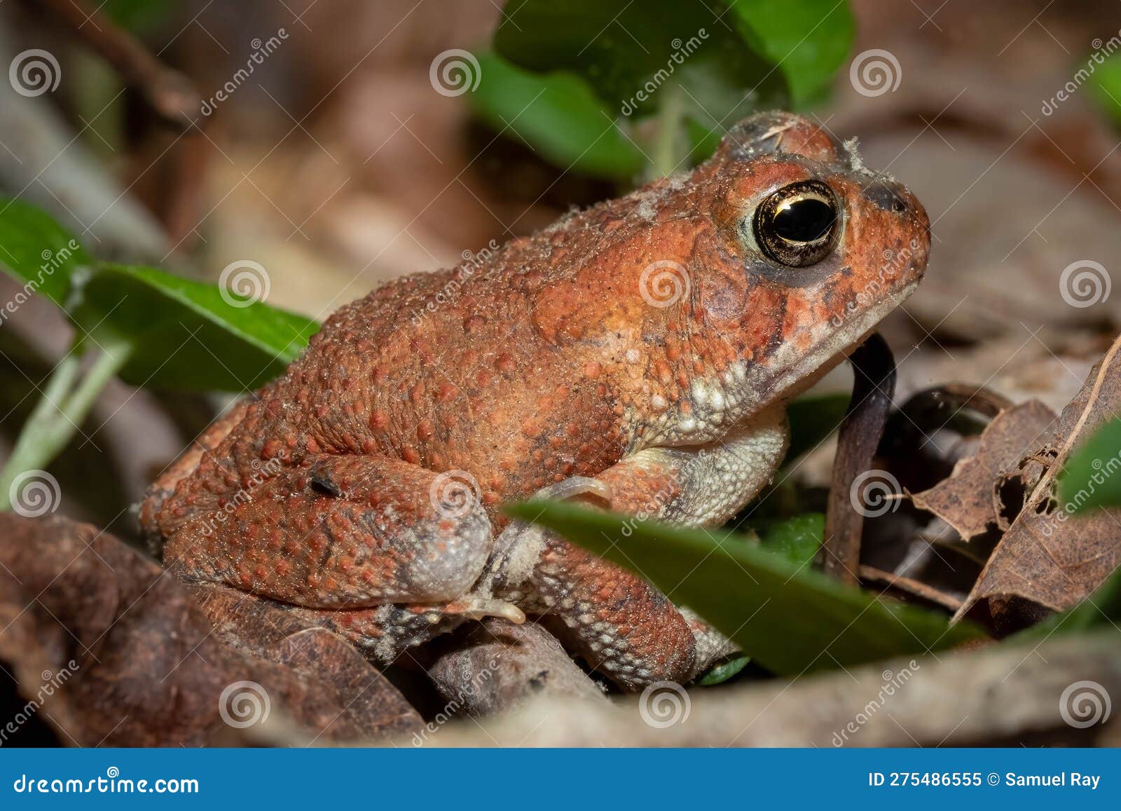 A Young Fowler S Toad on the Forest Floor. Stock Image - Image of ...