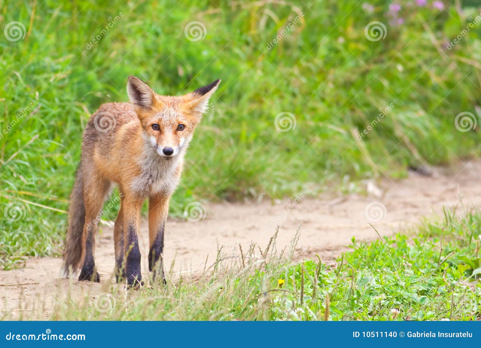 Young fox stock photo. Image of creature, young, wildlife - 10511140