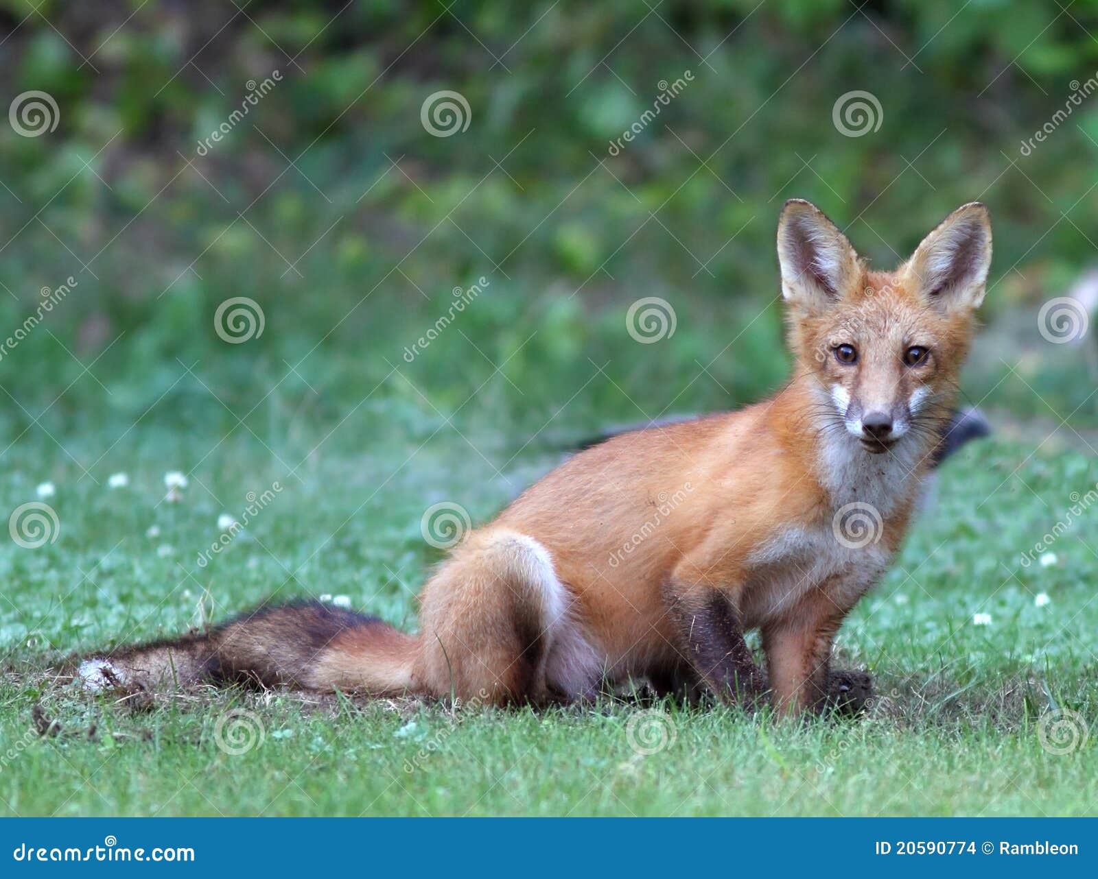 Young fox stock photo. Image of wildlife, standing, young - 20590774