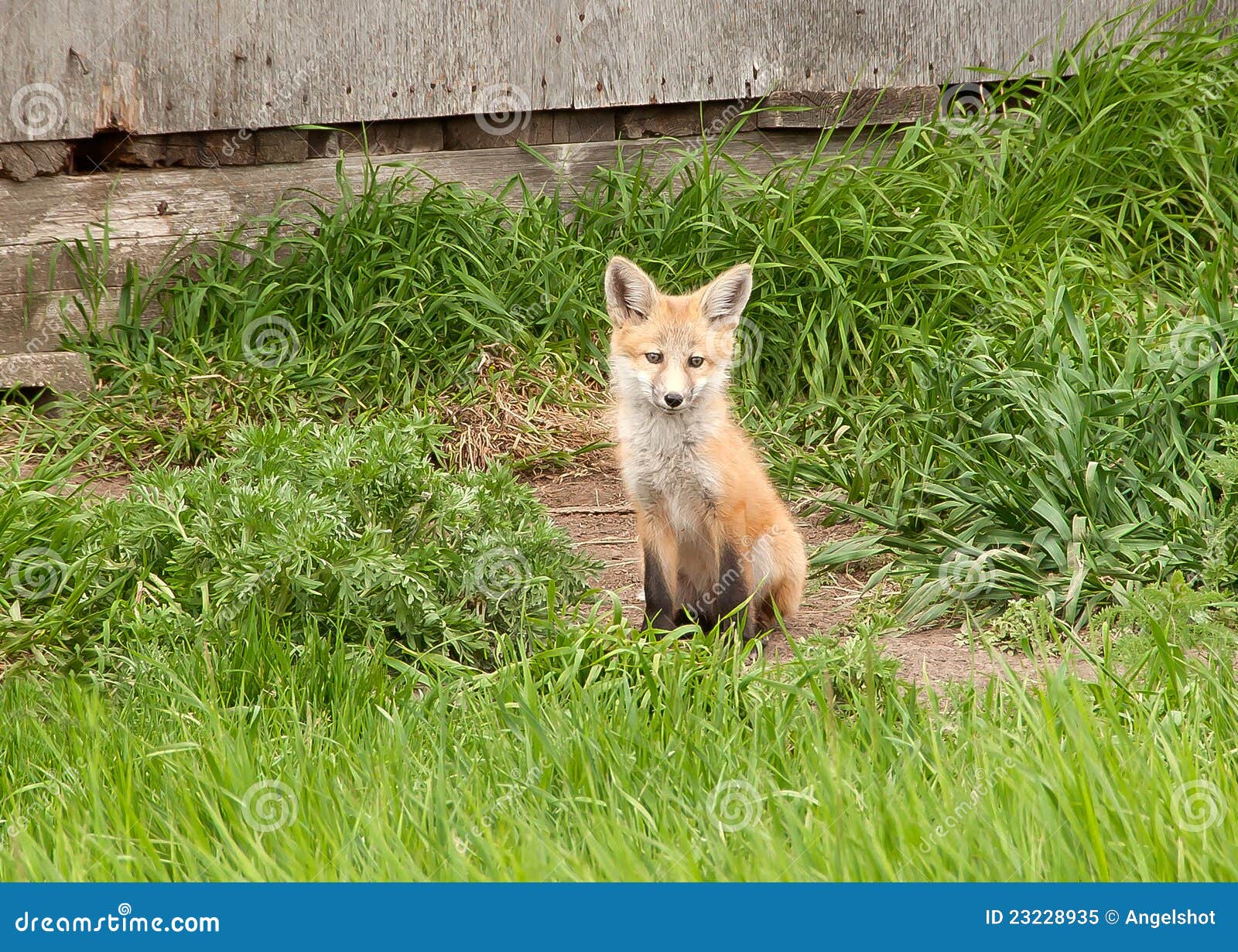 A young fox stock image. Image of nature, baby, young - 23228935
