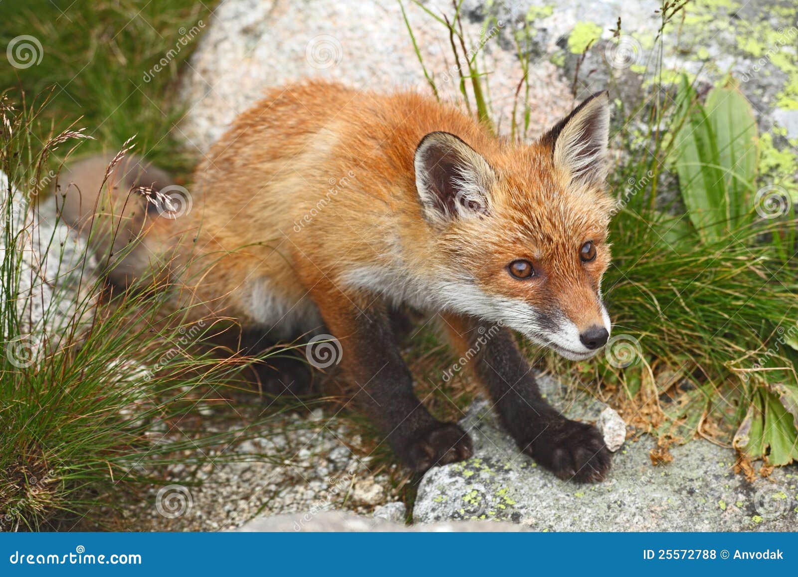 Young fox stock photo. Image of wild, europe, natural - 25572788