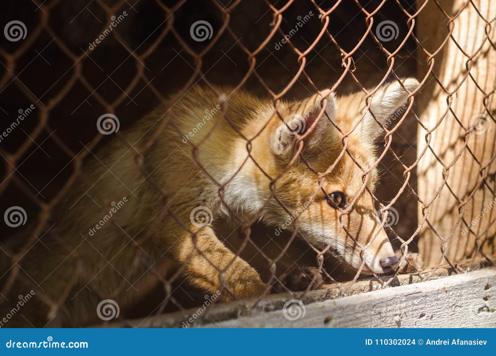 Young fox in a cage stock photo. Image of nature, fence - 110302024