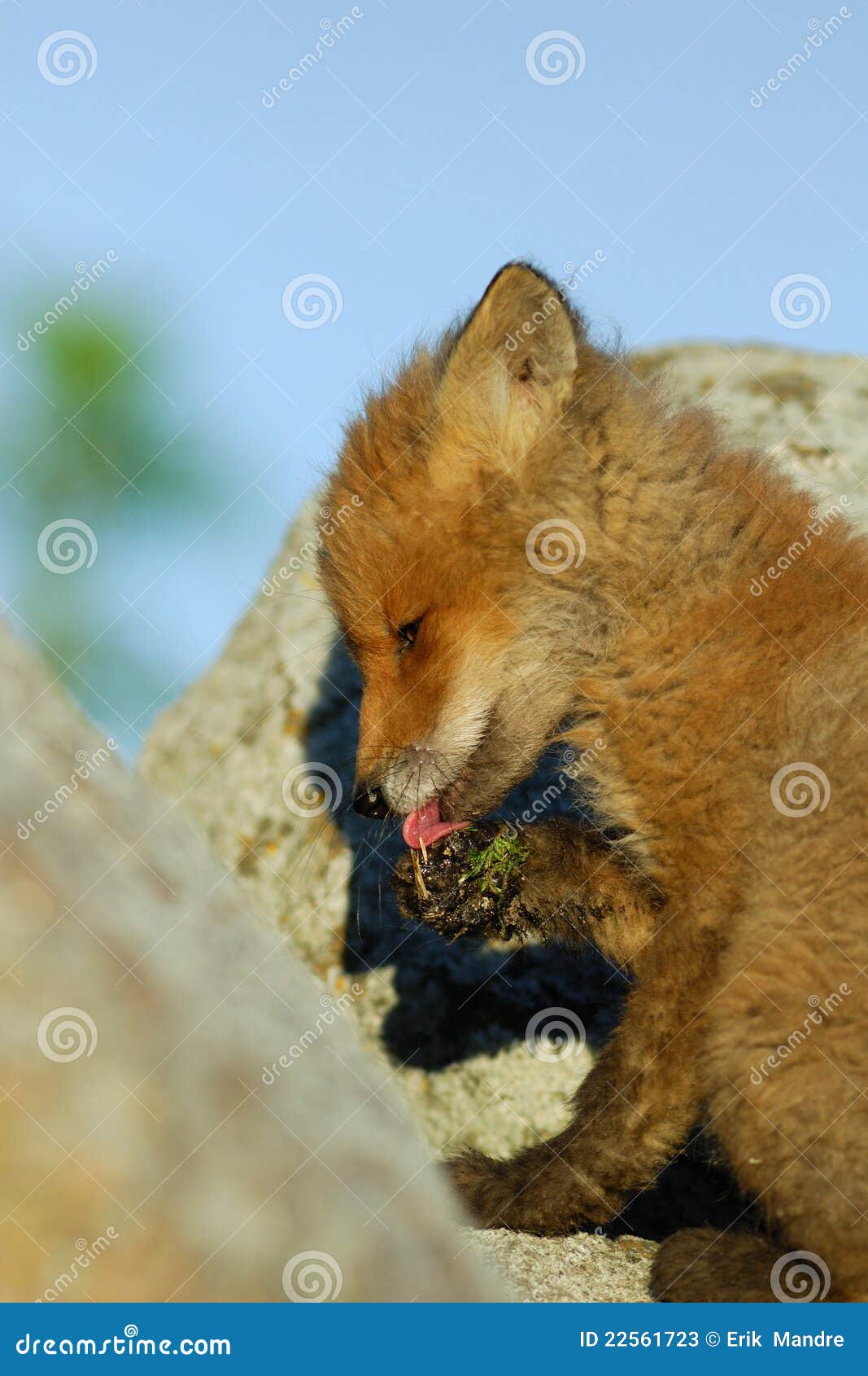 Young fox cleaning stock image. Image of puppy, estonia - 22561723