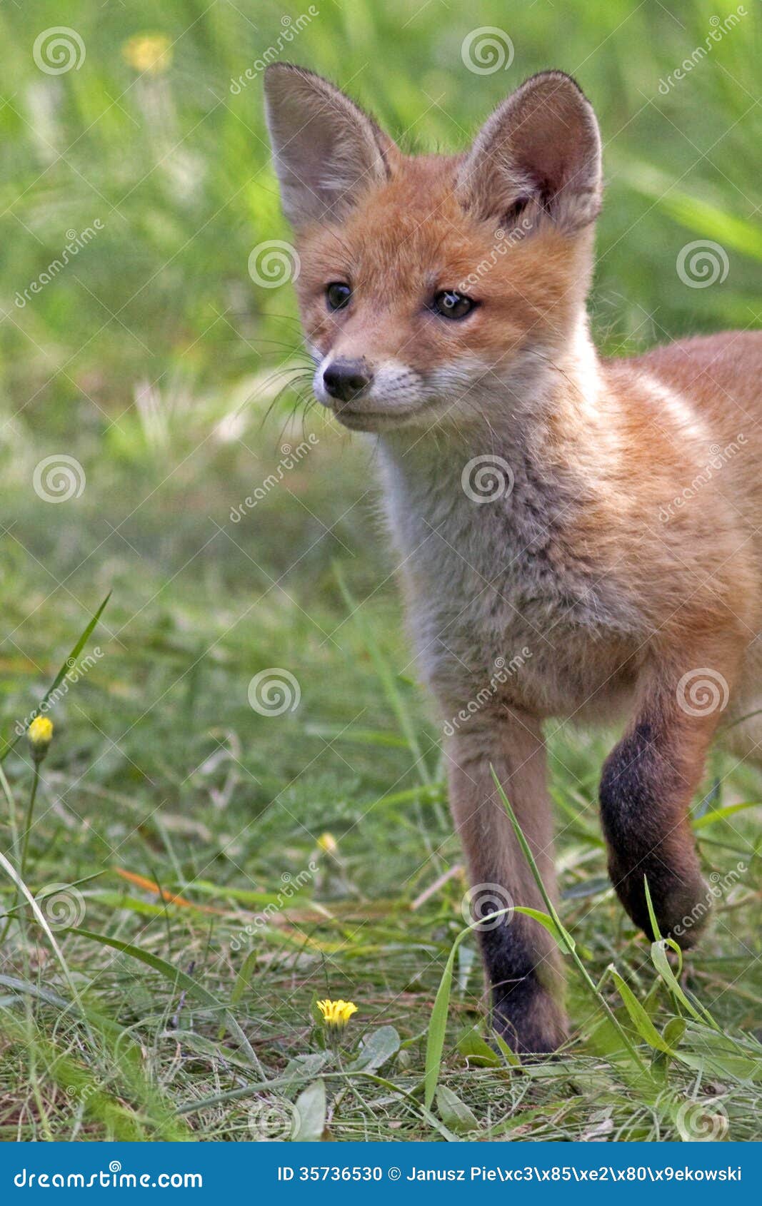 Young fox in the clearing stock photo. Image of hunts - 35736530
