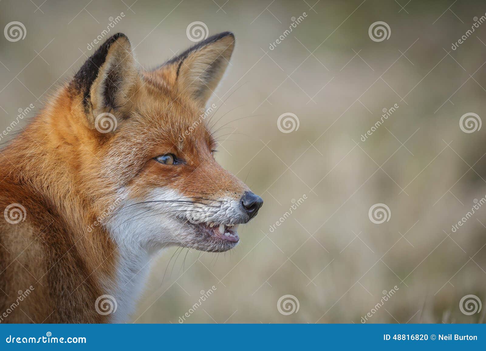 Young fox close-up stock photo. Image of canine, animal - 48816820