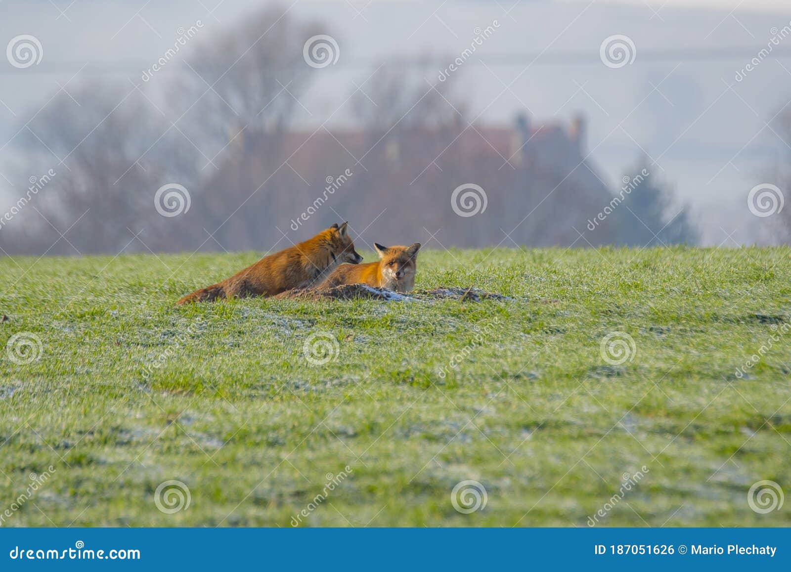 Young Fox Couple at a Fox Cave Stock Photo - Image of furry, brown ...