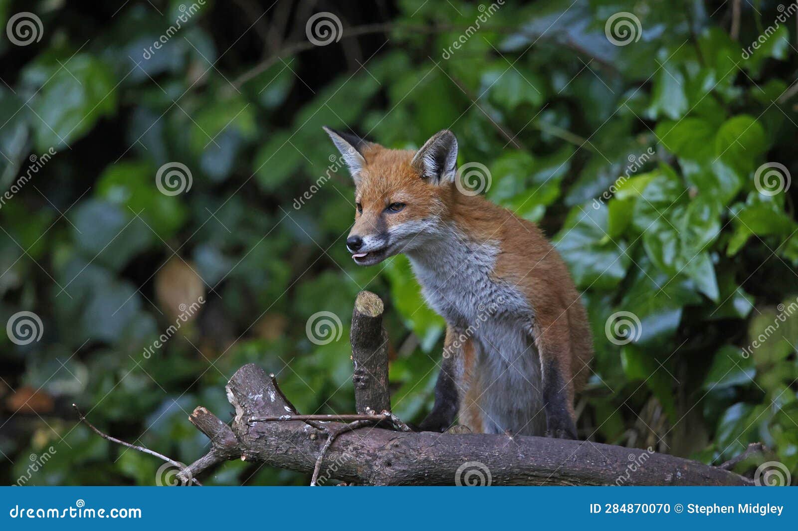 Young Fox Cub Exploring the Garden Stock Photo - Image of nature ...