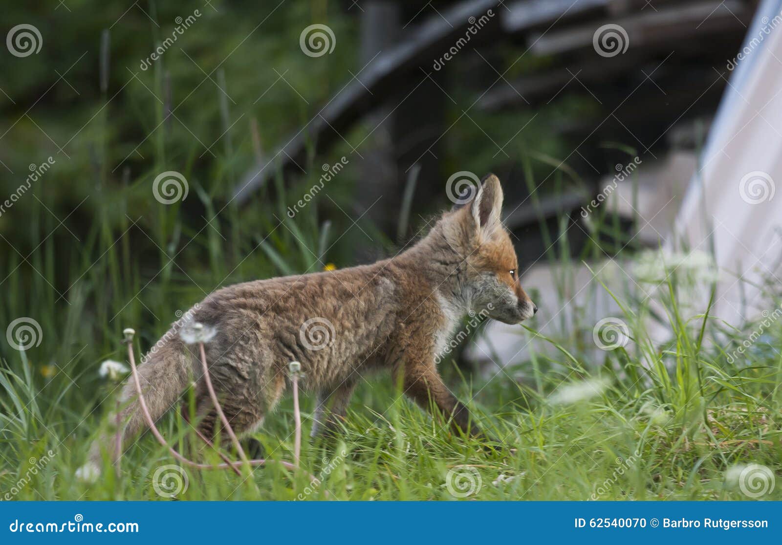 Young fox cub stock photo. Image of small, puppy, wildlife - 62540070