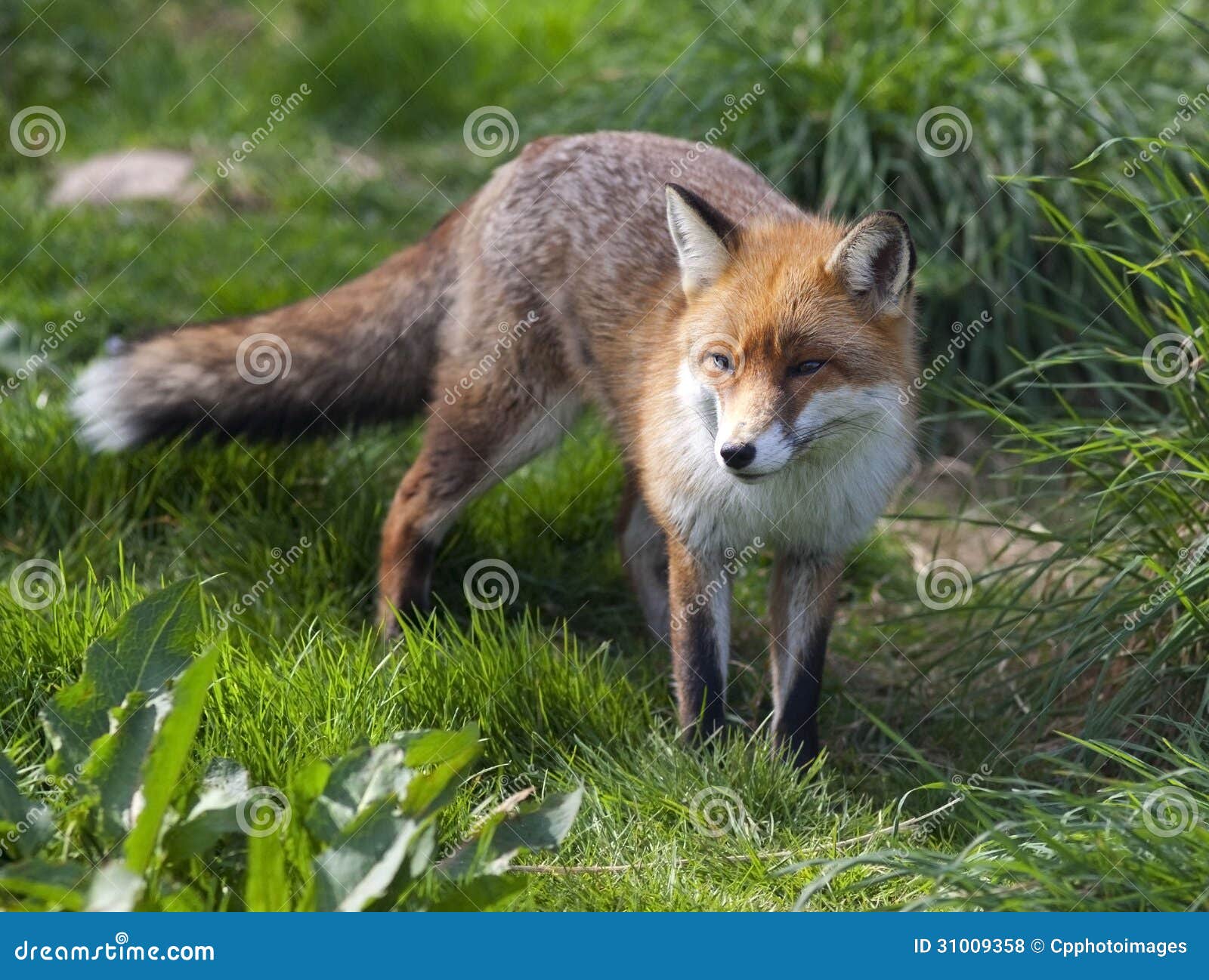 Young fox cub stock photo. Image of portrait, female - 31009358
