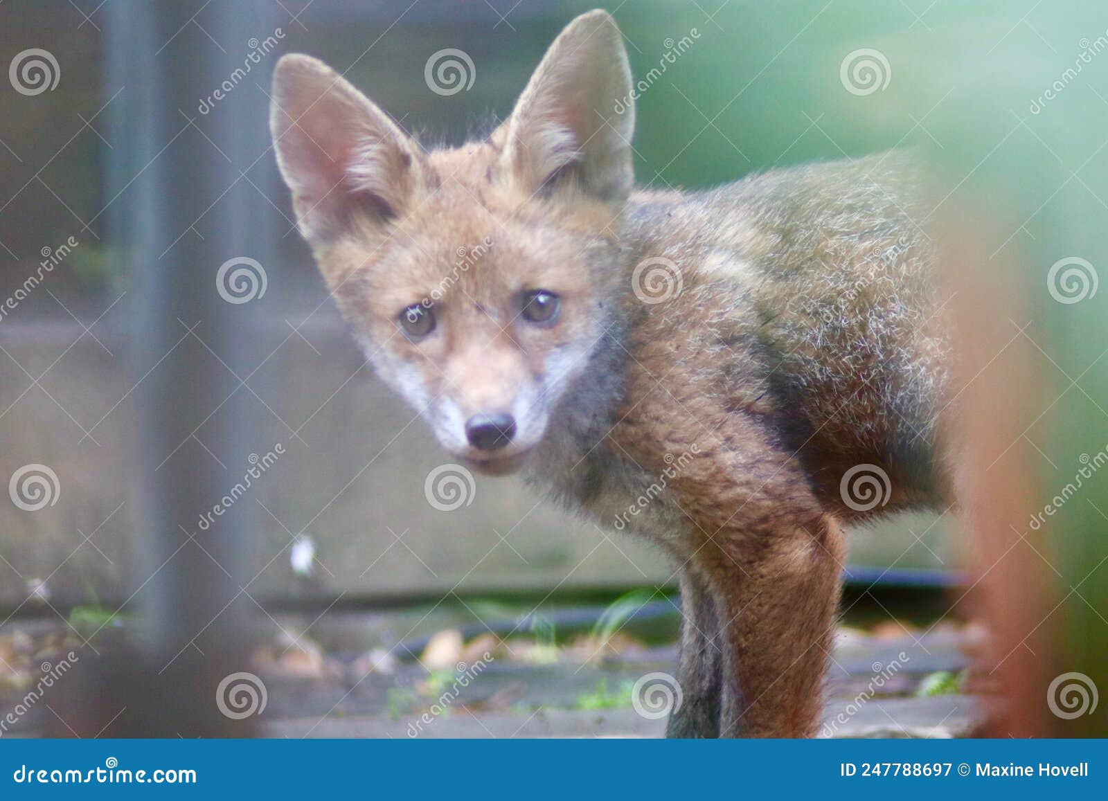 A Red Fox Cub Staring at the Camera. Stock Image - Image of young ...