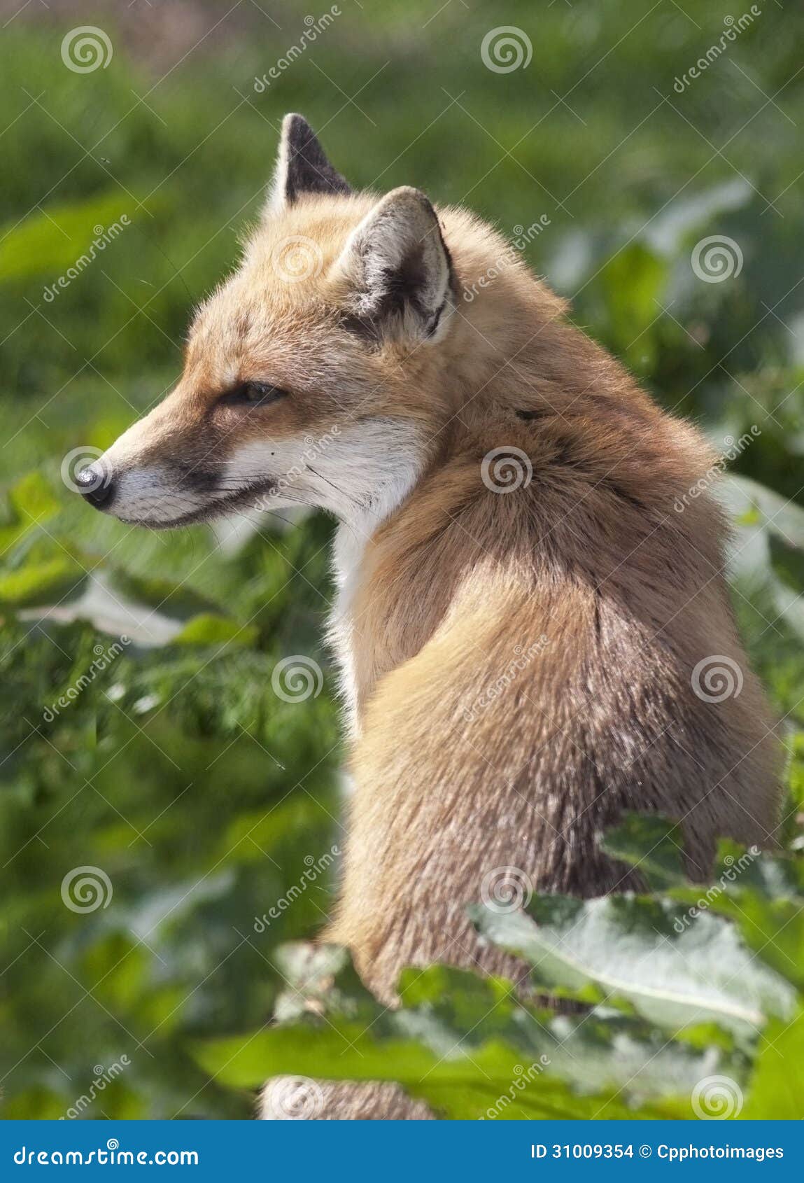 Young fox cub stock photo. Image of closeup, young, watch - 31009354