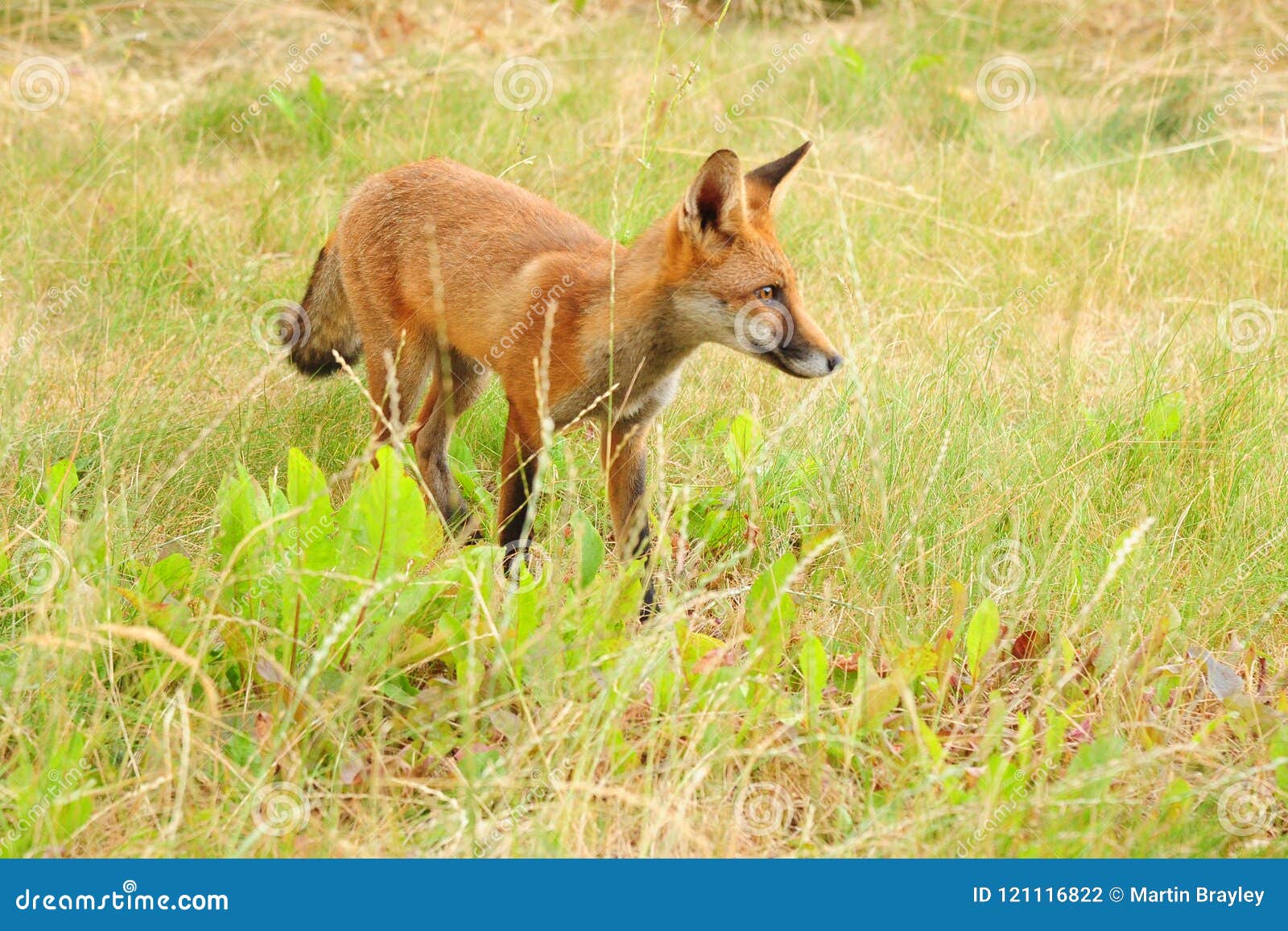A Young Fox Cub Takes Its First Adventure Stock Photo - Image of vermin ...
