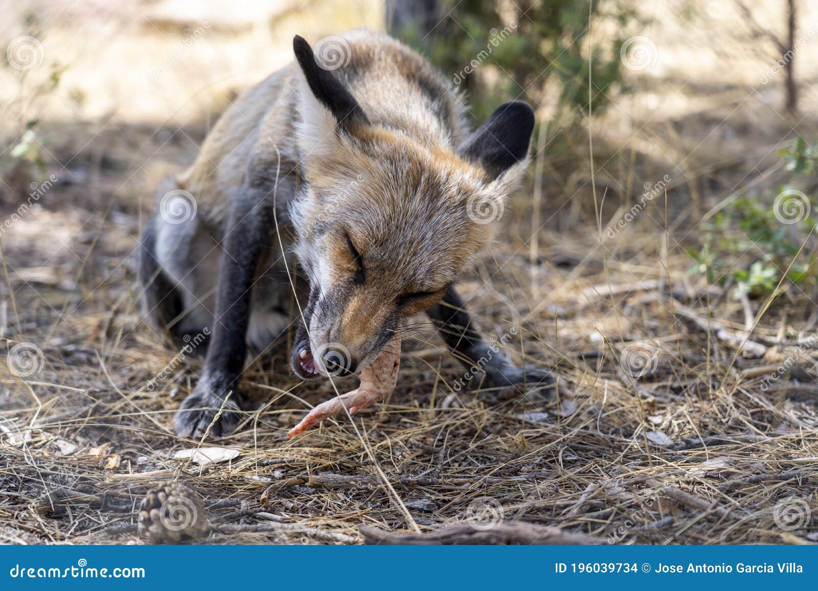 Young fox eating chicken stock photo. Image of portrait - 196039734