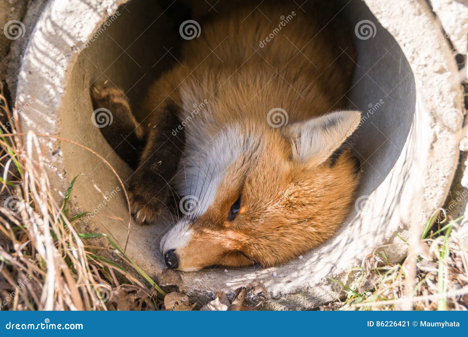 Young fox frozen stock image. Image of person, body, nature - 86226421