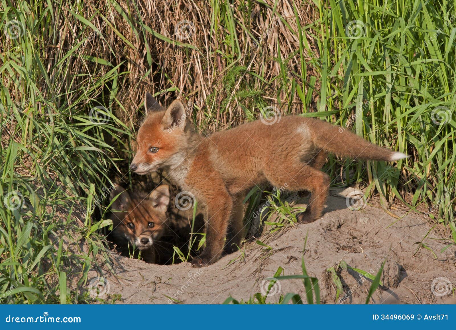 Young fox in the hole stock image. Image of beauty, alert - 34496069