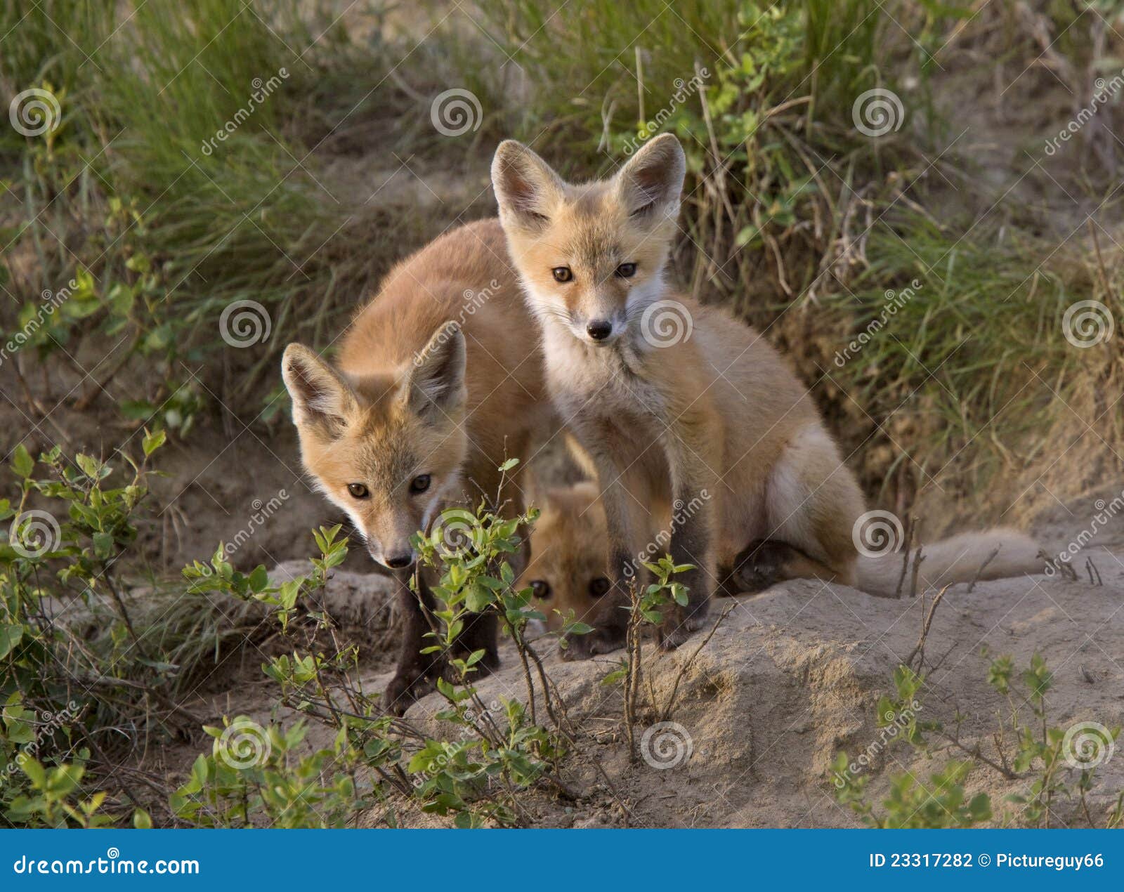 Young Fox Kit stock photo. Image of vulpes, wildlife - 23317282