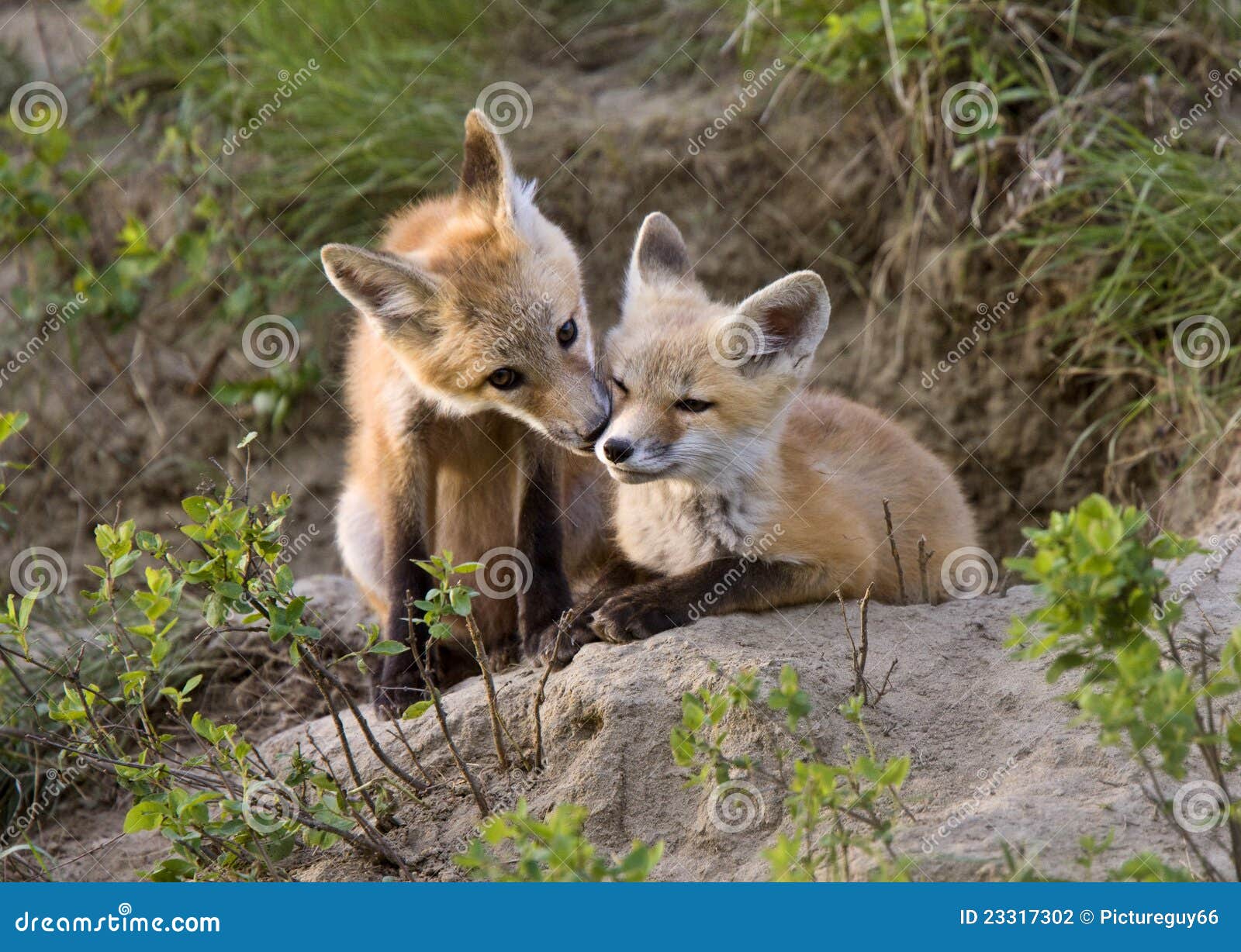 Young Fox Kit stock photo. Image of young, snout, wild - 23317302
