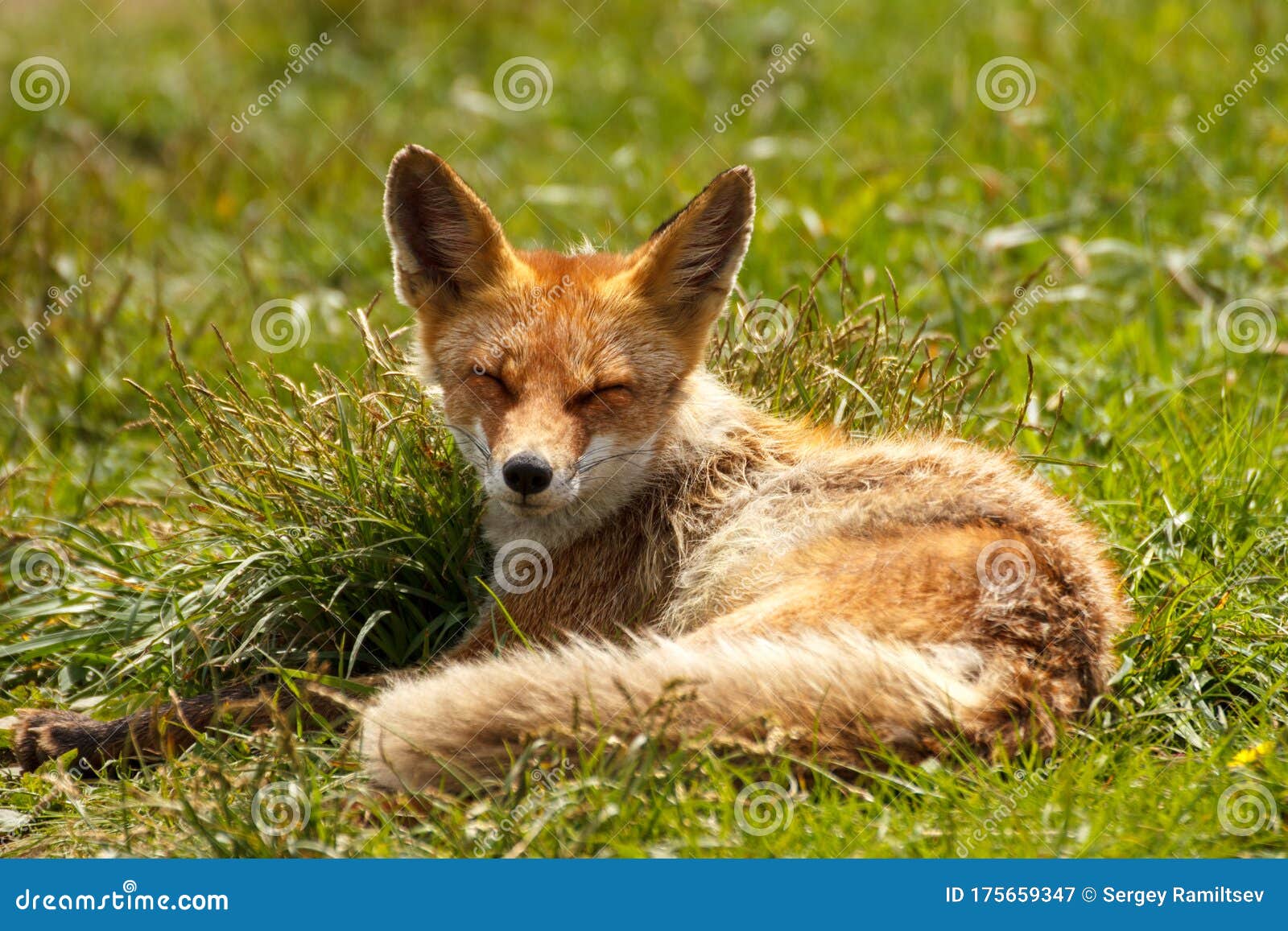 Young Fox Lies in a Clearing on the Green Grass, Squints and Basks in ...