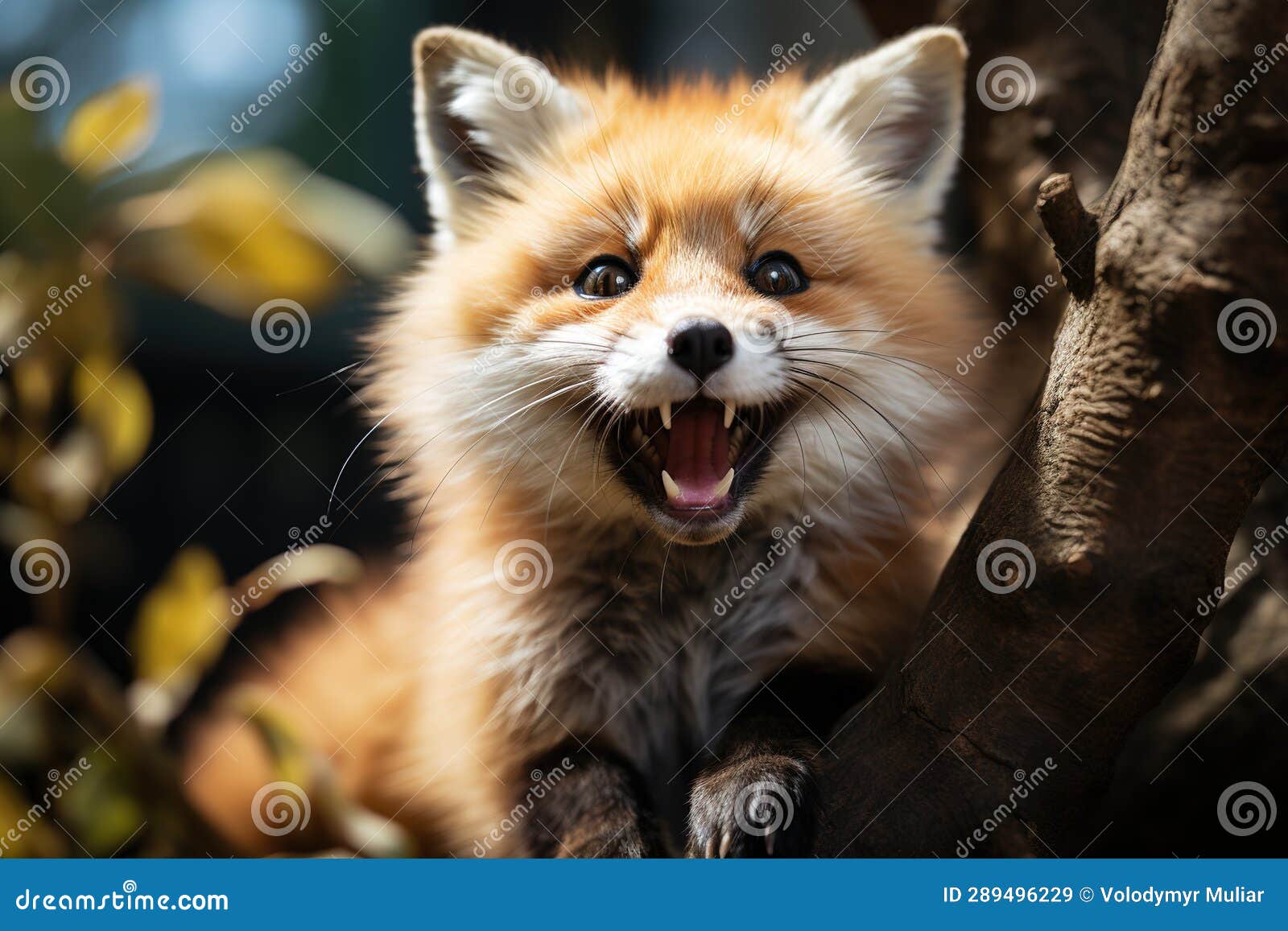 Young Fox with Open Mouth and Sharp Teeth in the Forest Stock ...