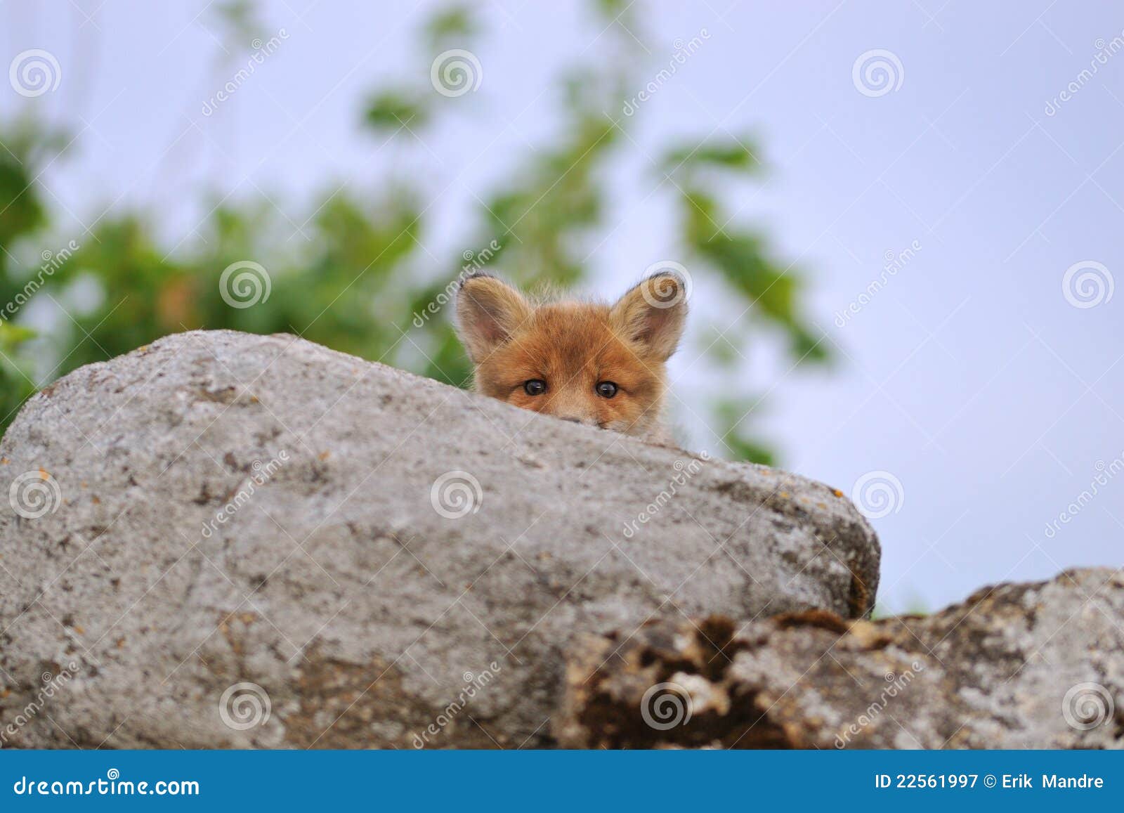 Young fox peeking stock image. Image of rocks, nature - 22561997
