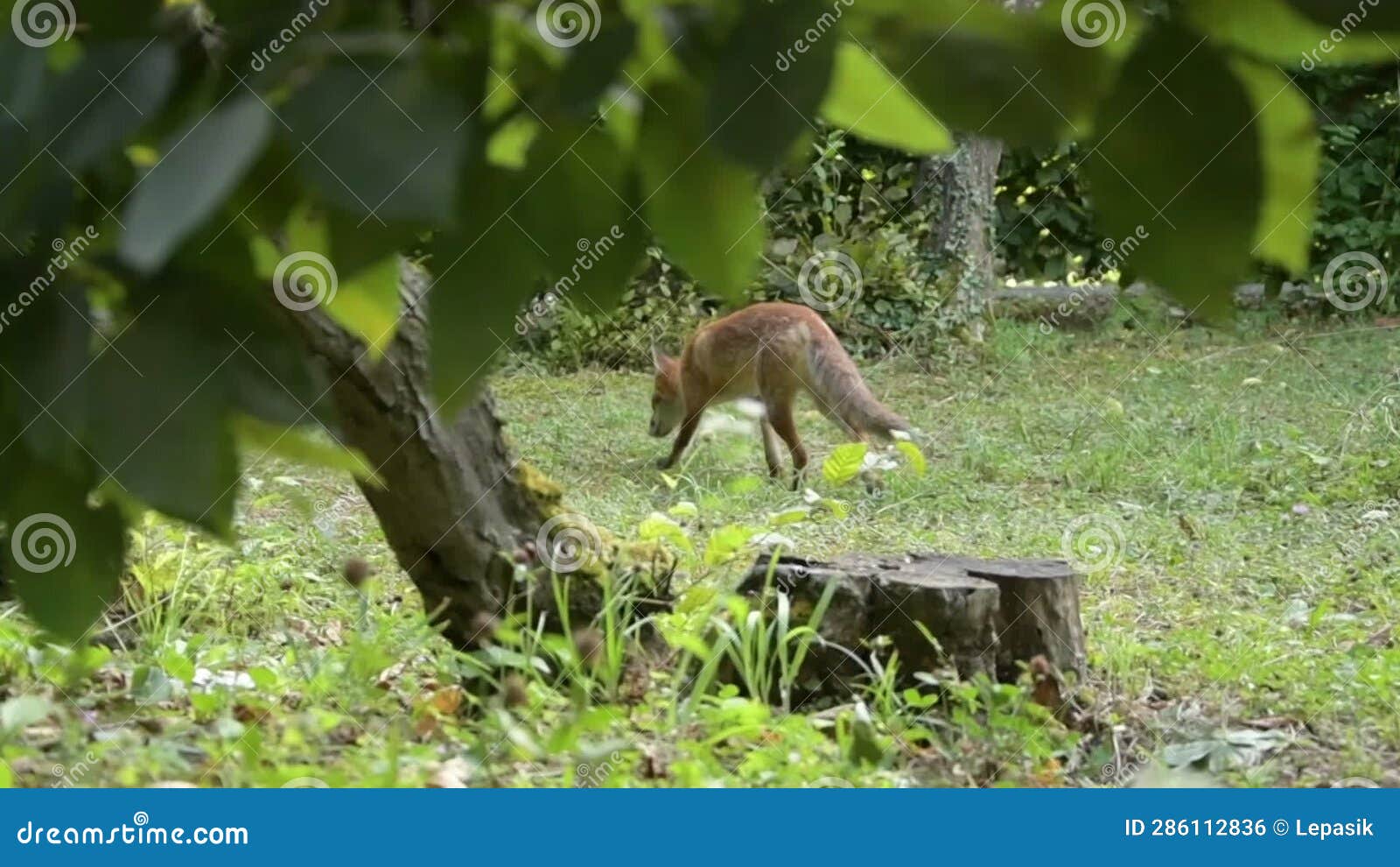 A Young Fox Pees in the Woods, Marks Its Territory and Leaves, Summer ...