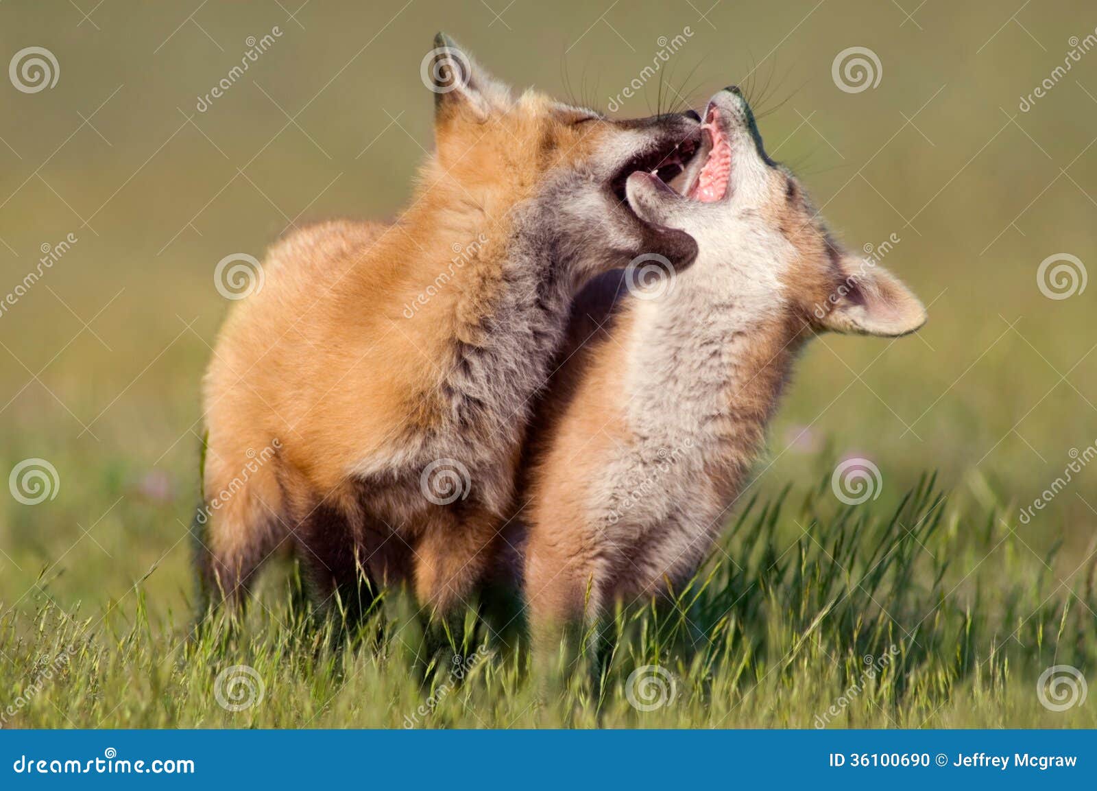 Young Fox at Play stock photo. Image of green, whiskers - 36100690