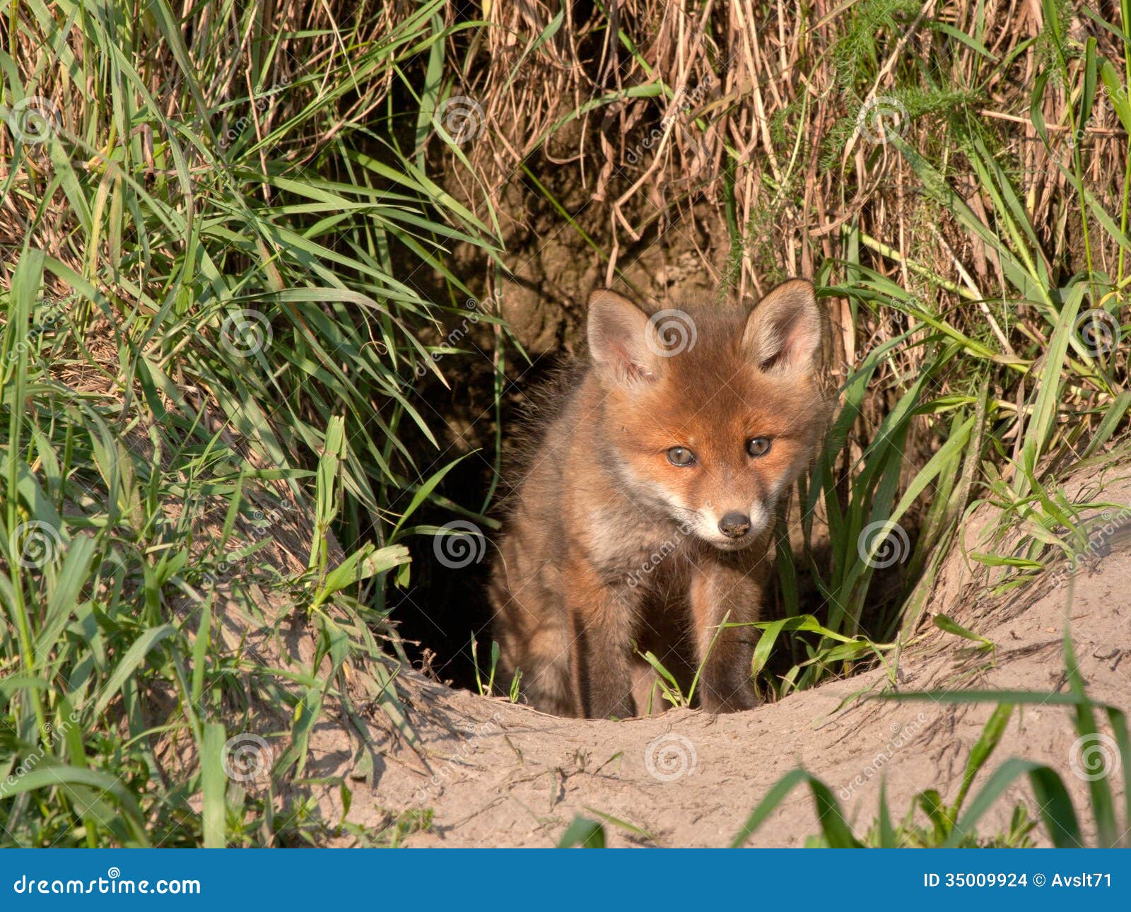 Young fox stock photo. Image of hole, golden, crafty - 35009924