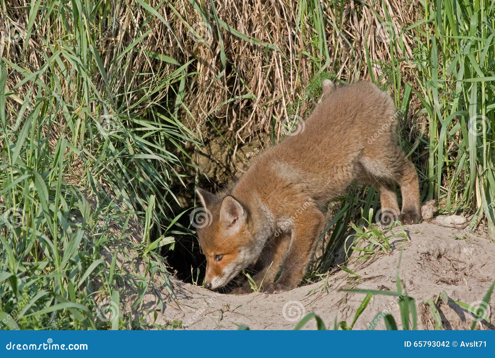 Young fox stock photo. Image of ground, funny, creature - 65793042