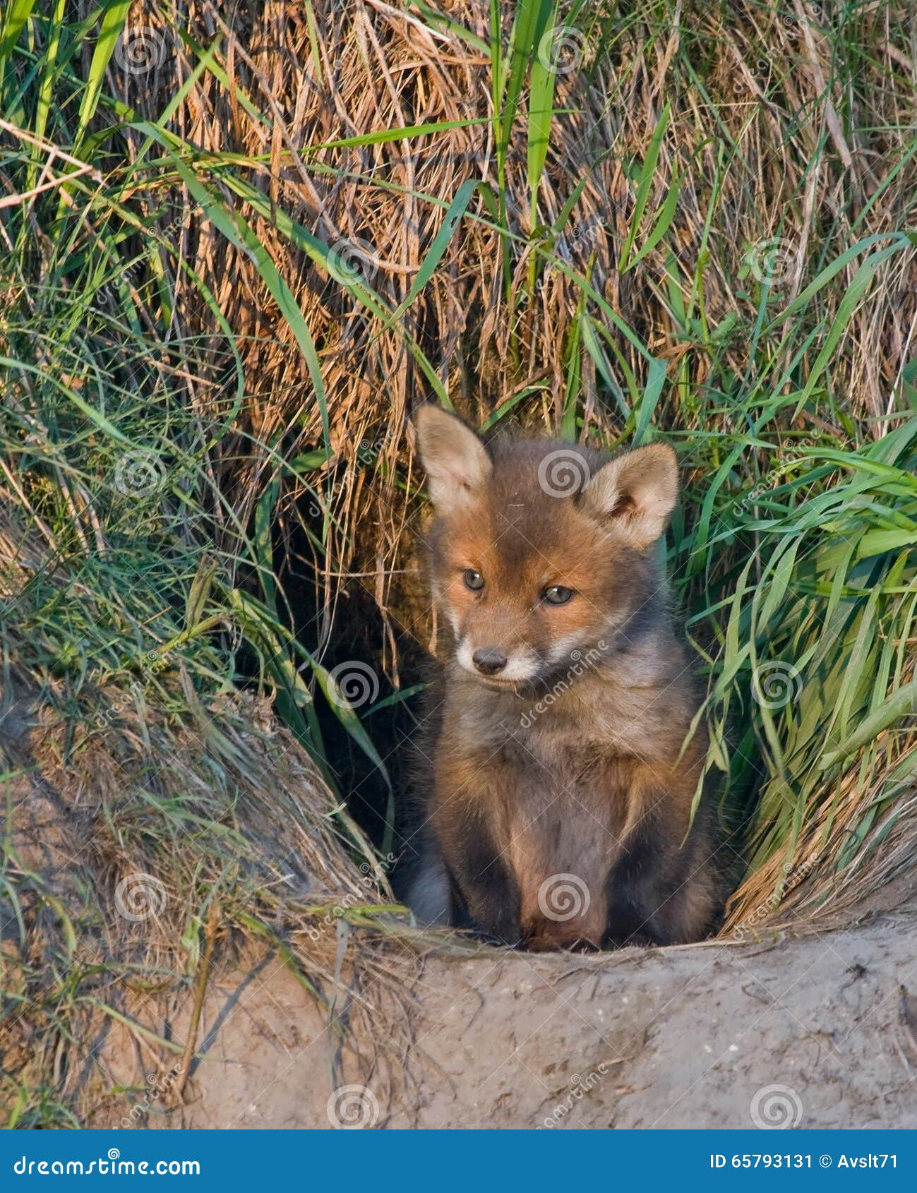 Young fox stock image. Image of portrait, ground, brood - 65793131