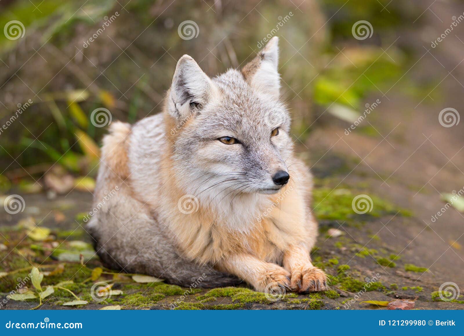 A fox is sitting on a rock stock photo. Image of nature - 121299980