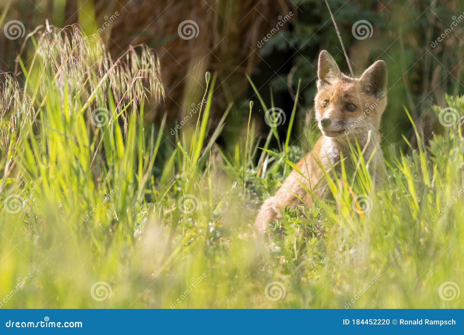 A young fox in sunlight stock photo. Image of beautiful - 184452220