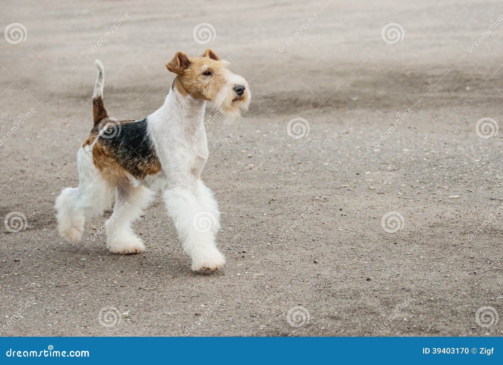 Young Fox-Terrier stock photo. Image of green, mammal - 39403170