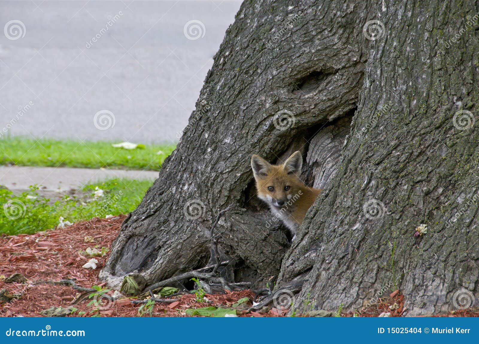 Young fox in tree trunk stock photo. Image of nest, wild - 15025404