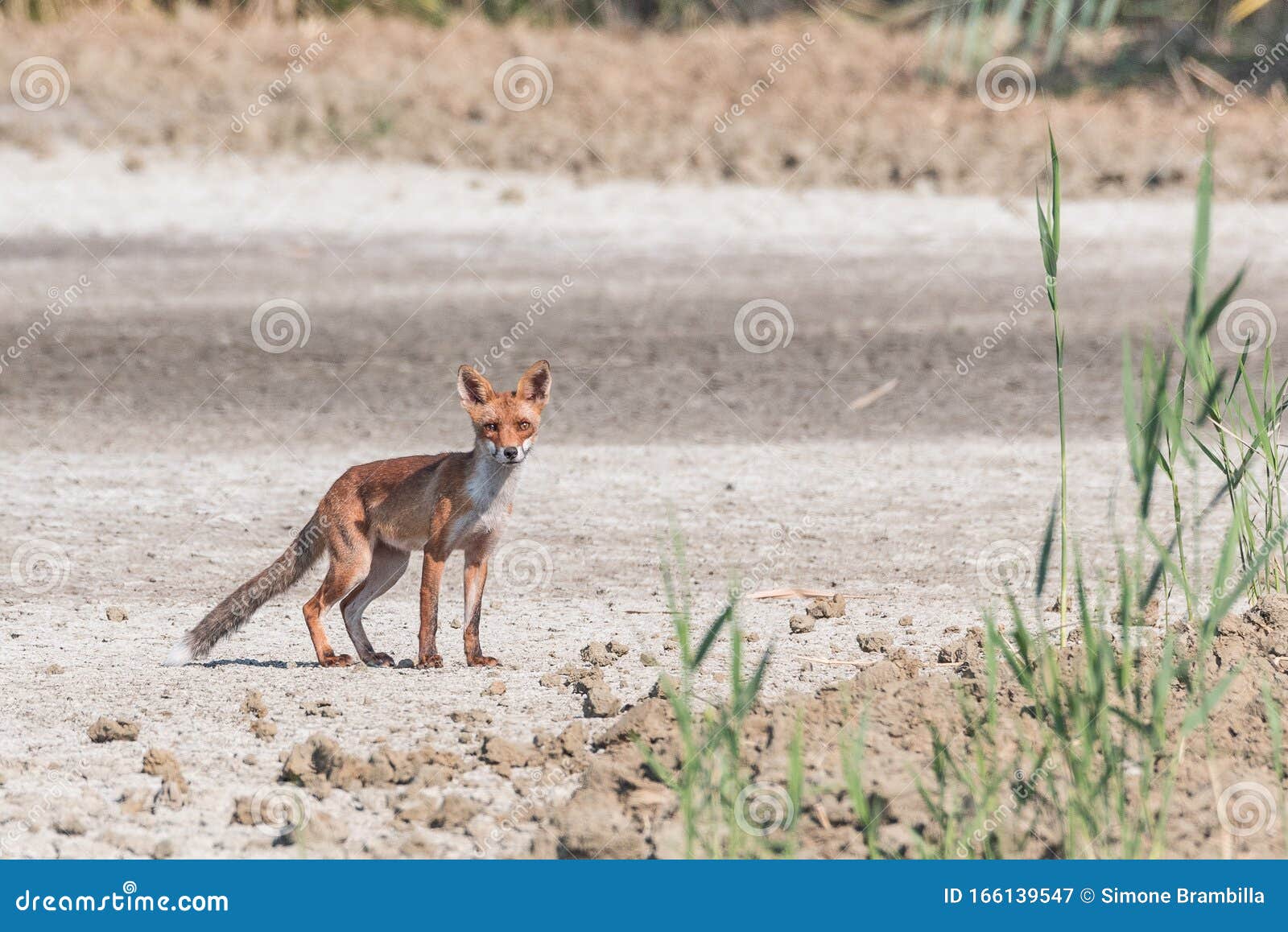 Young Fox Walking in the Plain Realizes To Be Observed Stock Image ...
