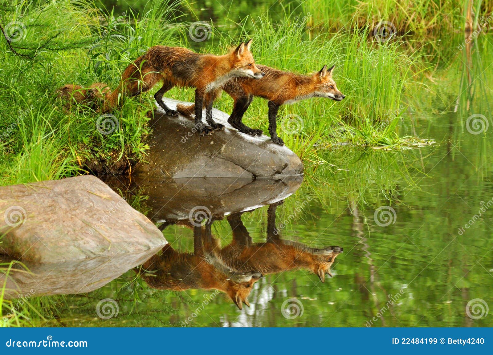 Young Fox with Water Reflections Stock Image - Image of vulpes ...