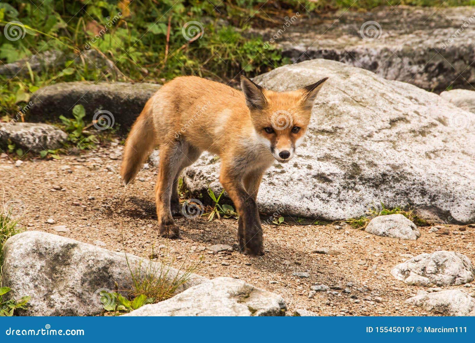 Young Fox. Wild Animal Photo Stock Image - Image of looking, japanese ...