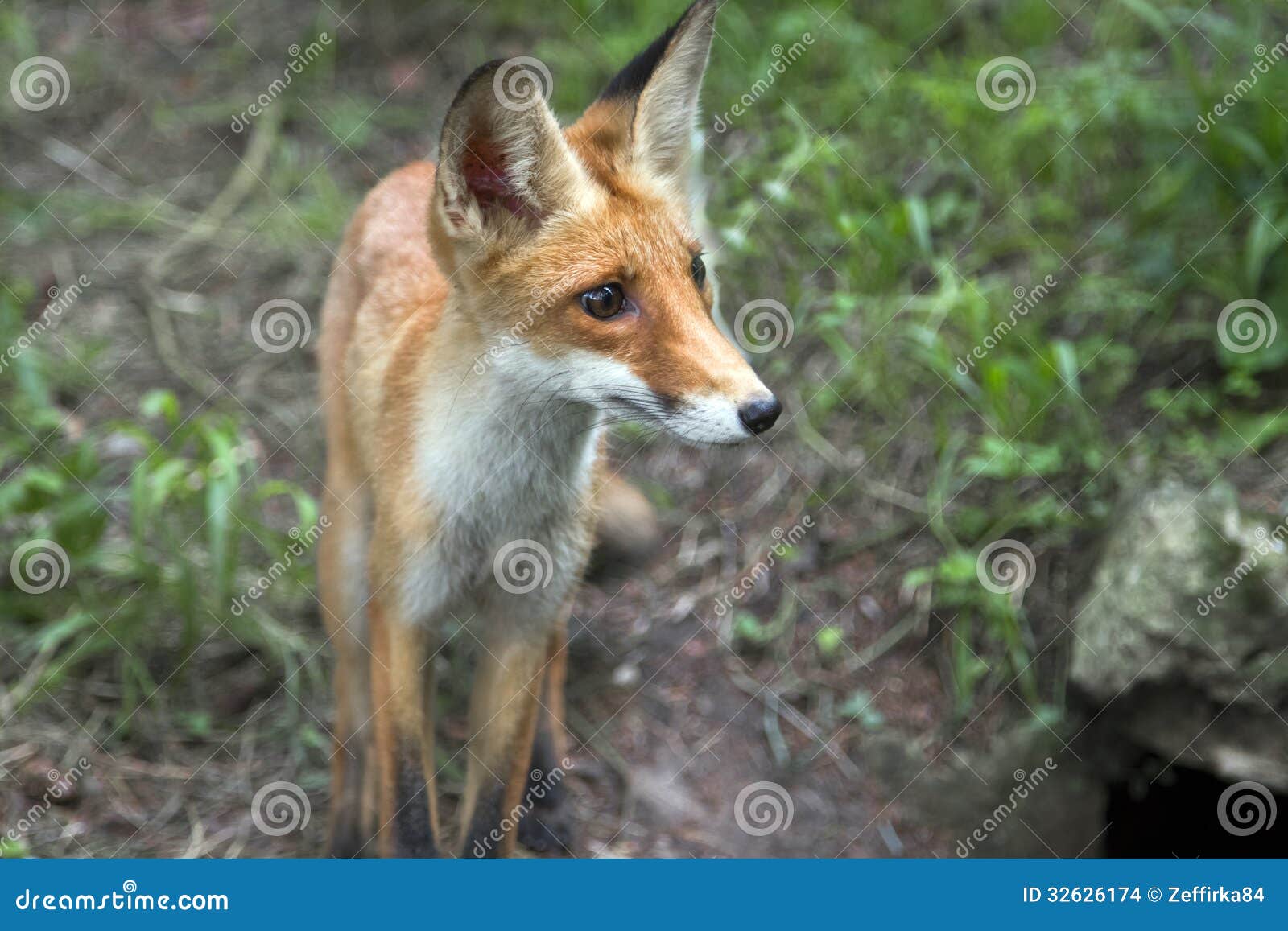 Young fox stock photo. Image of looking, pets, forest - 32626174