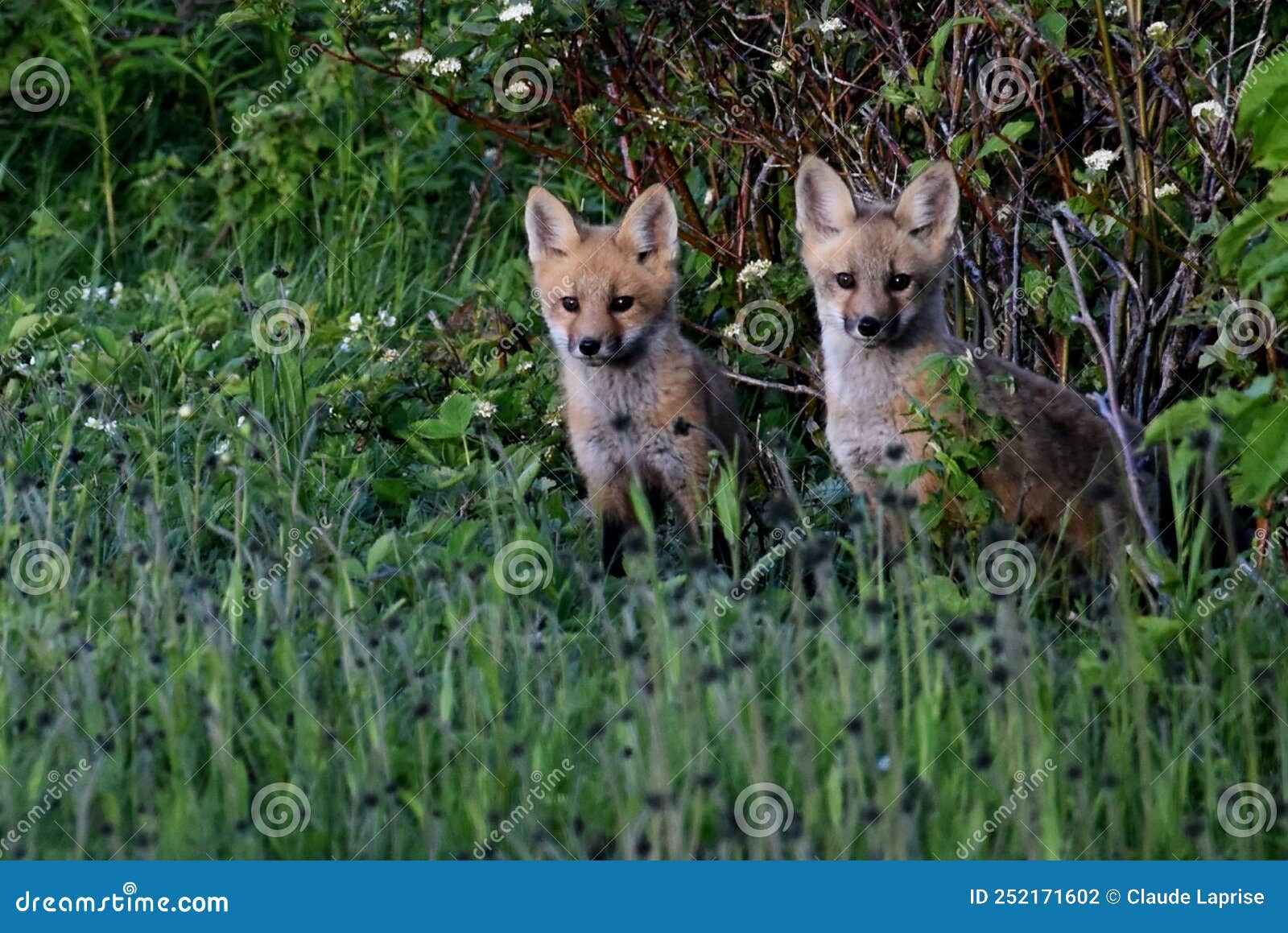 Young foxes in spring stock photo. Image of rural, summer - 252171602