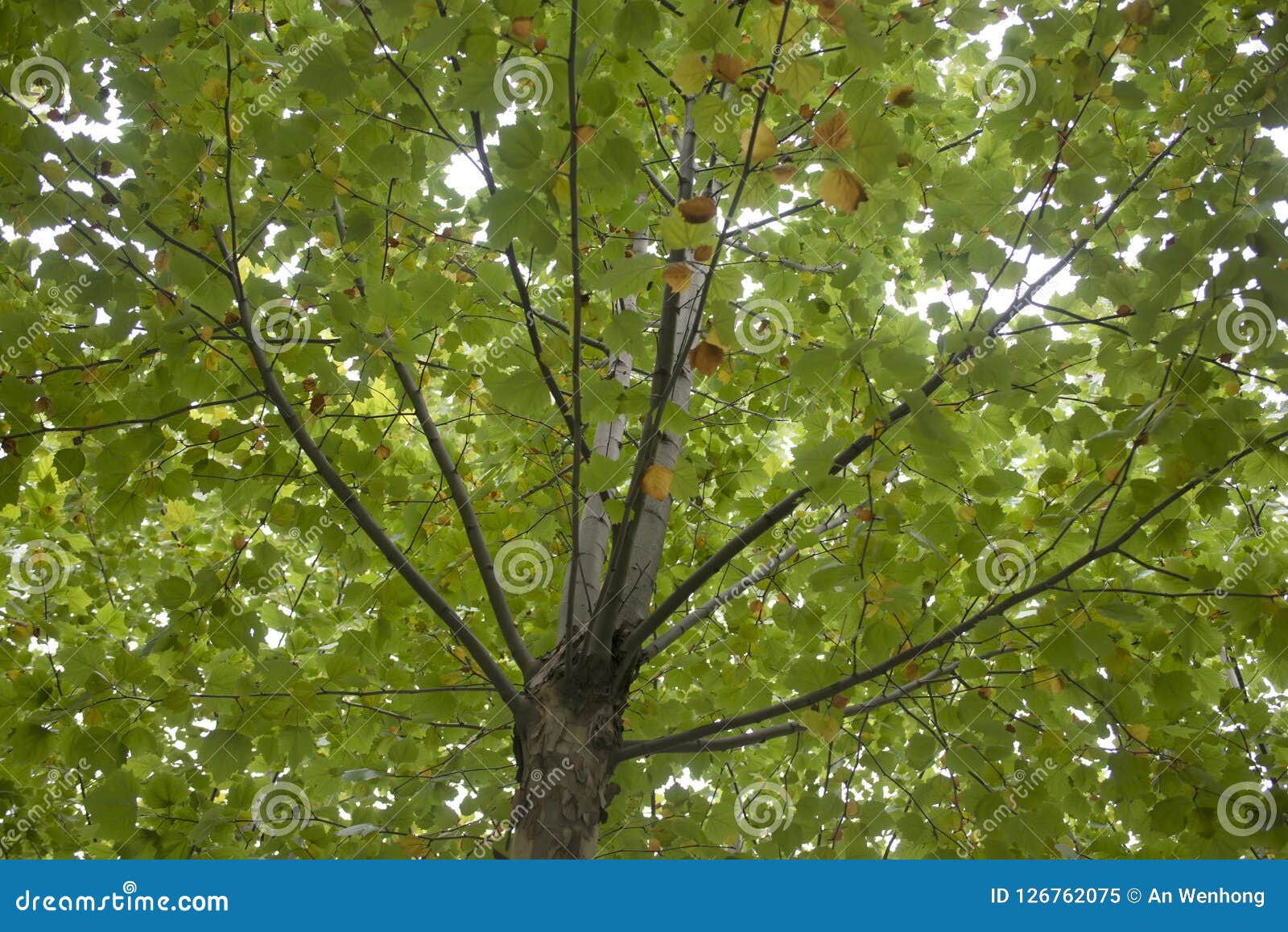 Young French Phoenix Tree Canopy. Stock Image - Image of reaching ...