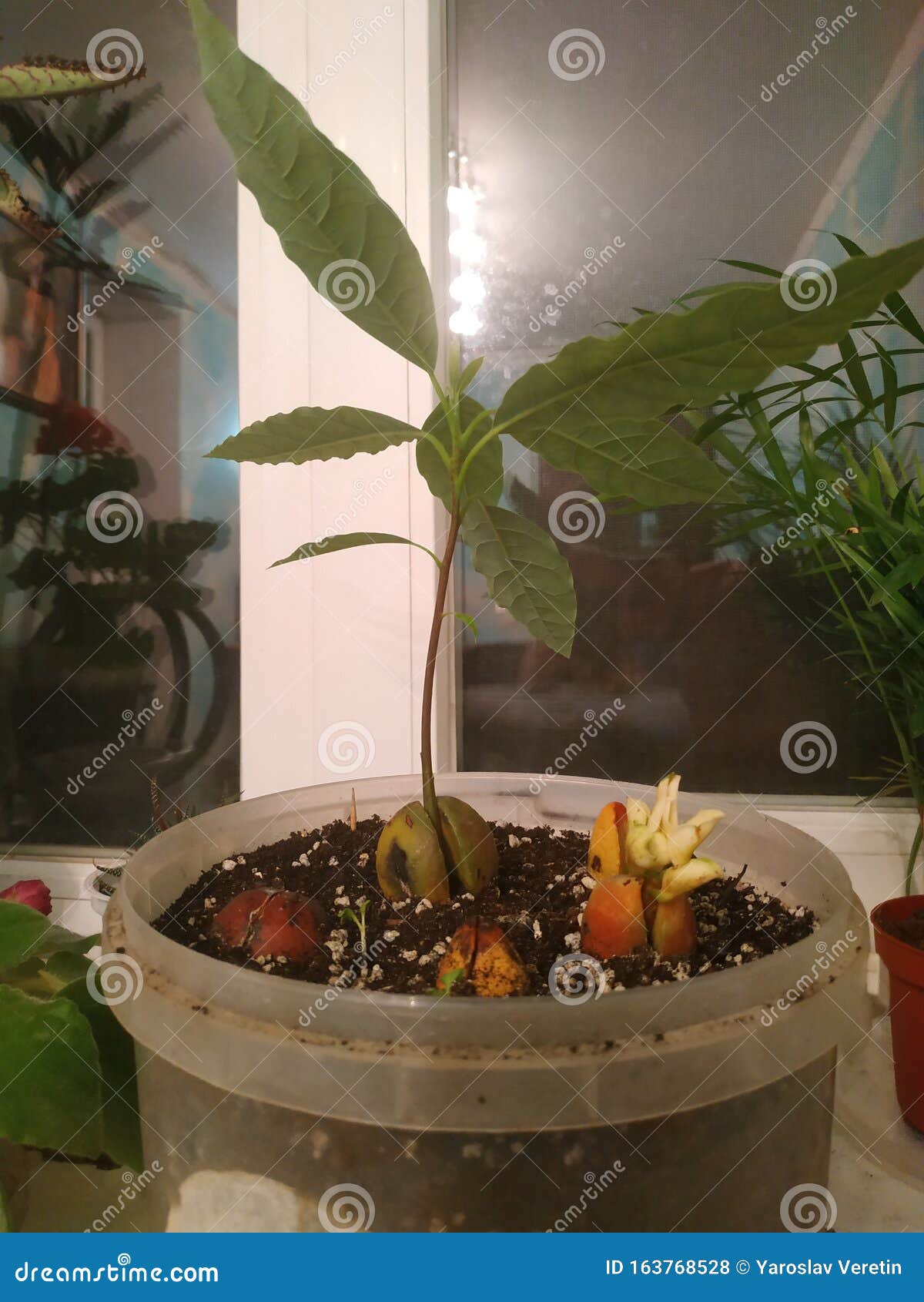 Young Fresh Avocado Sprout with Leaves Grows in a Pot Stock Photo ...