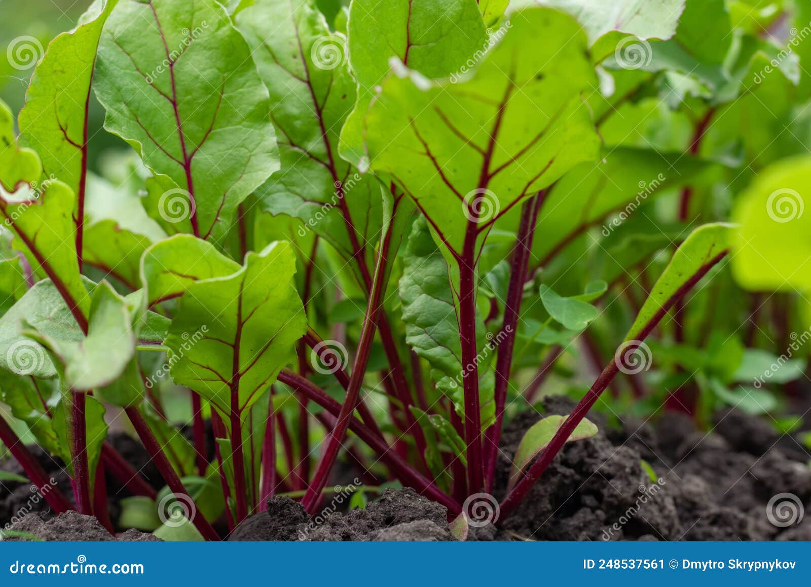Young Fresh Beet Leaves. Beetroot Plants in a Row from a Close Distance ...