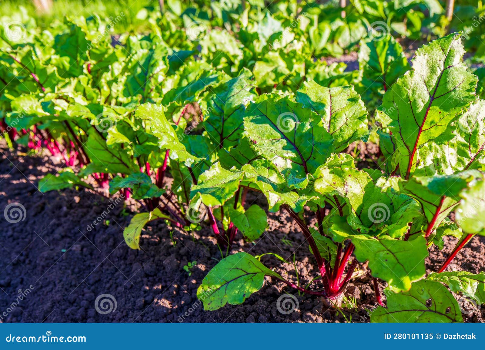 Young Fresh Beet Leaves. Beetroot Plants in a Row from a Close Distance ...