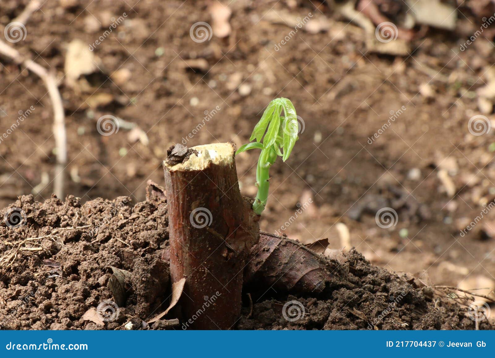 Young and Fresh Bud of Tapioca Plant Generating from Its Stem Stock ...