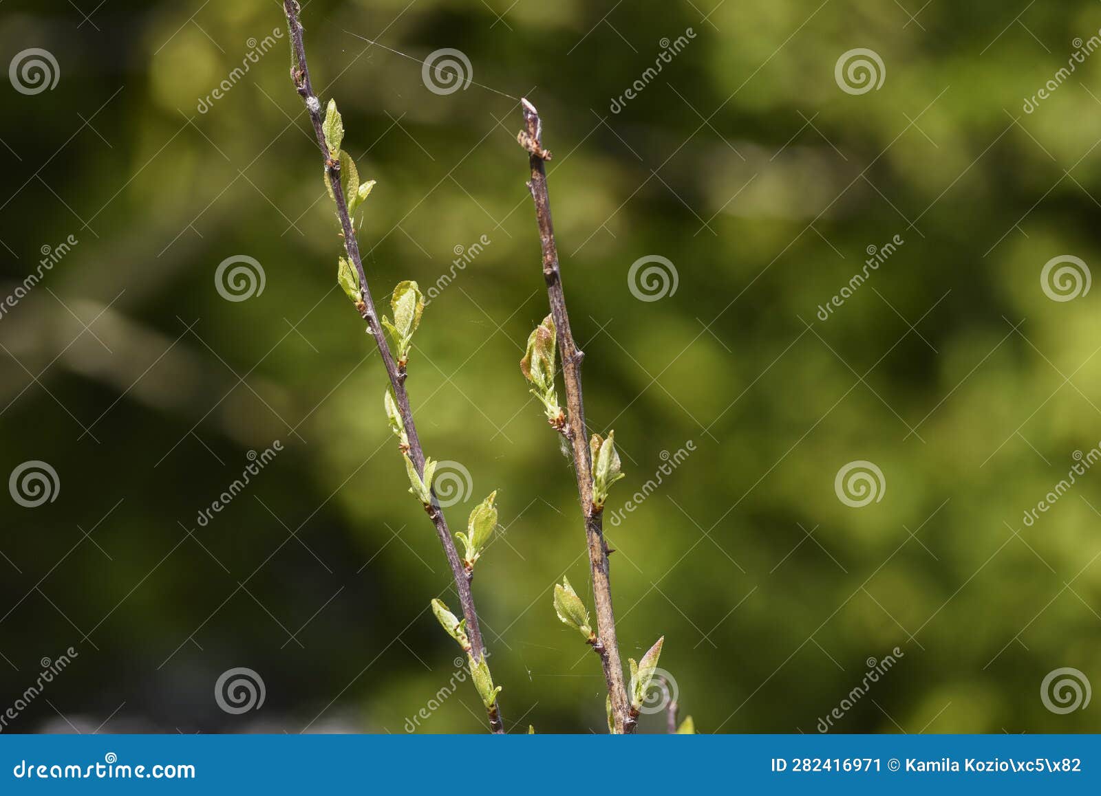 Young and Fresh Buds on a Tree Growing in Spring Stock Image - Image of ...