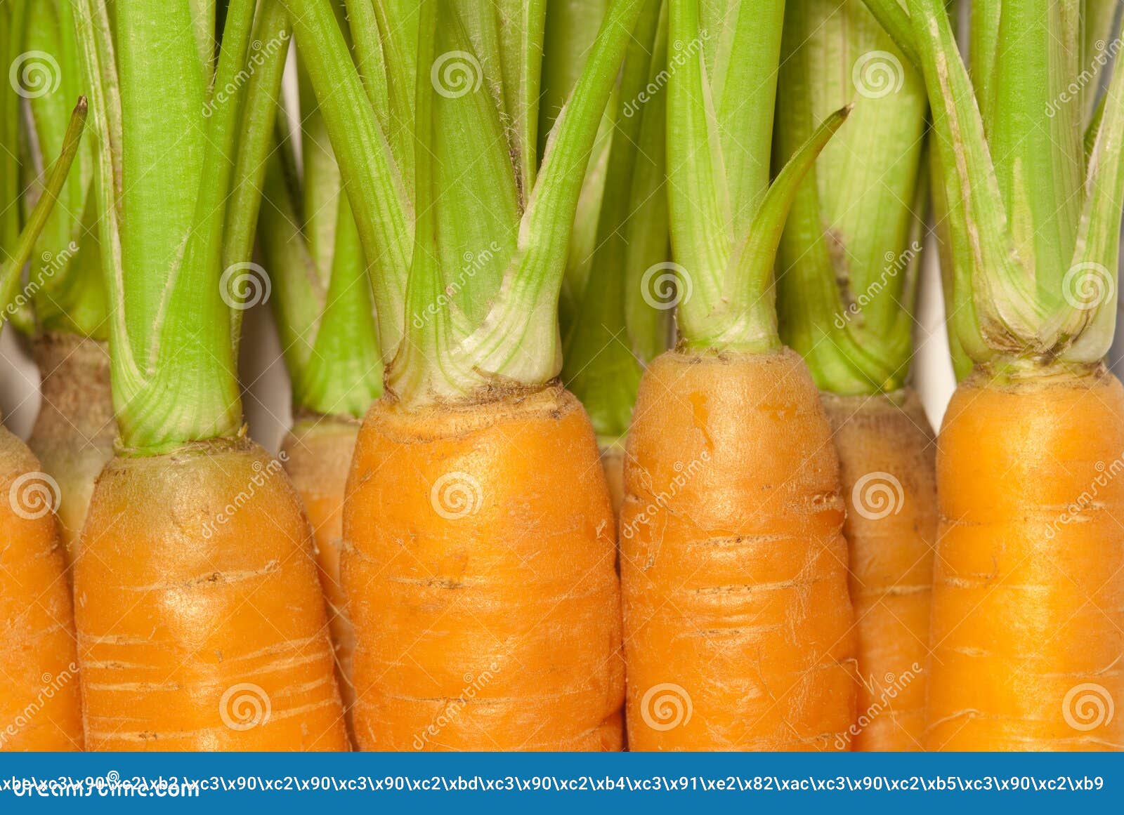 Young fresh carrots stock photo. Image of nature, eating - 10567900