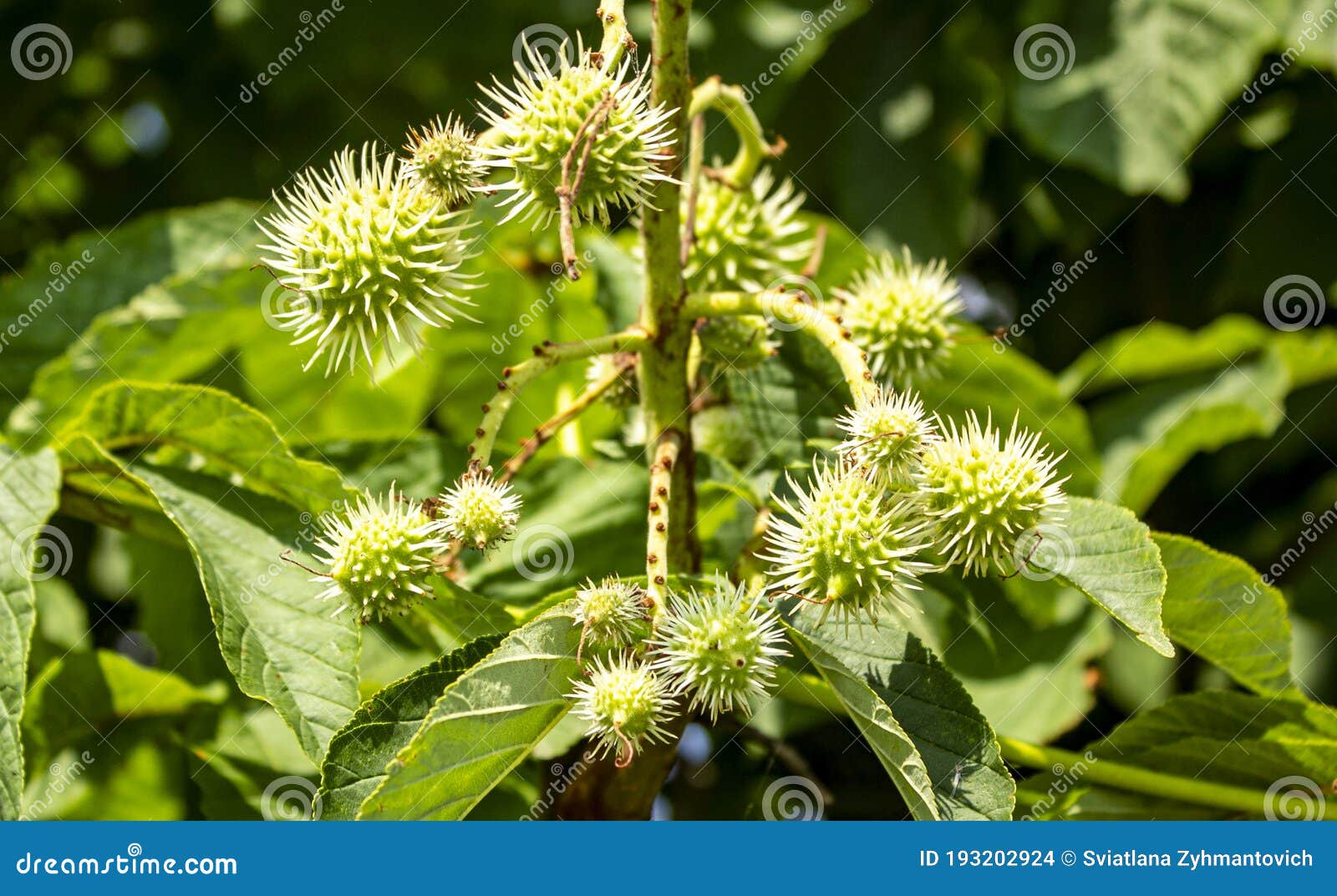 Young Fresh Chestnut Seeds Growing Stock Photo - Image of fresh ...