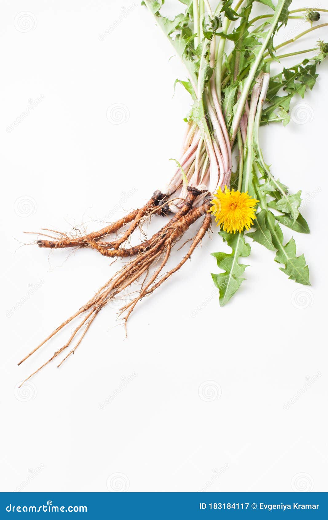 Young Fresh Dandelion Roots on a White Background Stock Image - Image ...