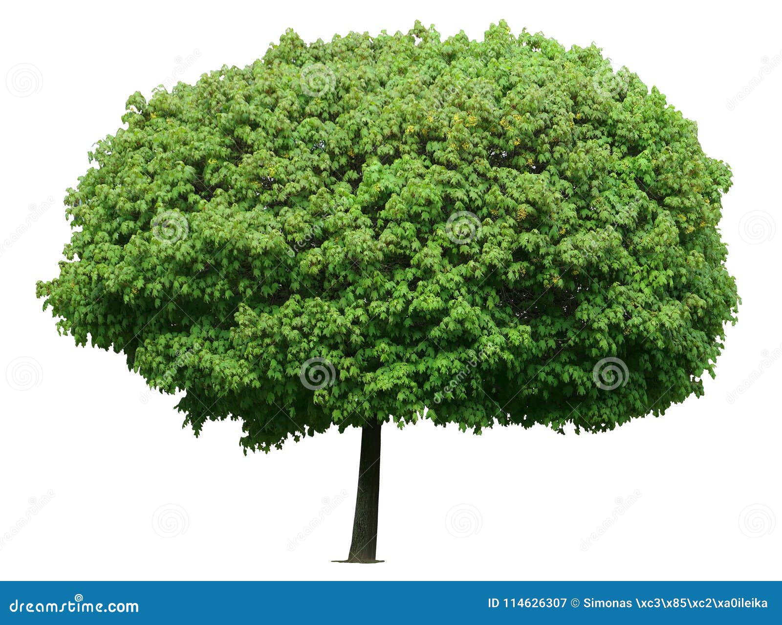 Young Fresh Decorative Maple Tree Isolated on White Background Stock ...