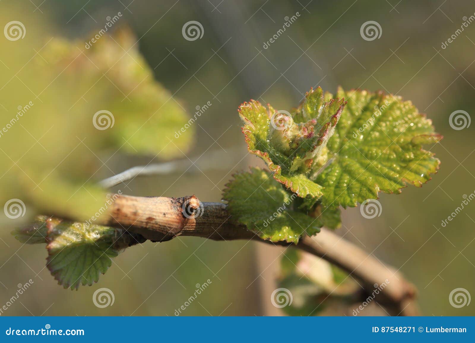 Young Fresh Grapevine Shoot Stock Image - Image of inflorescence ...