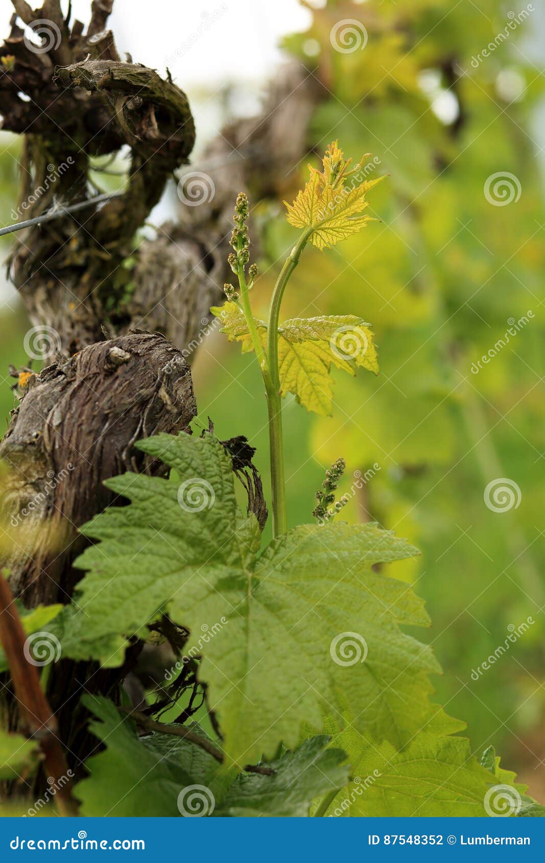 Young Fresh Grapevine Shoot Stock Photo - Image of spring, winery: 87548352